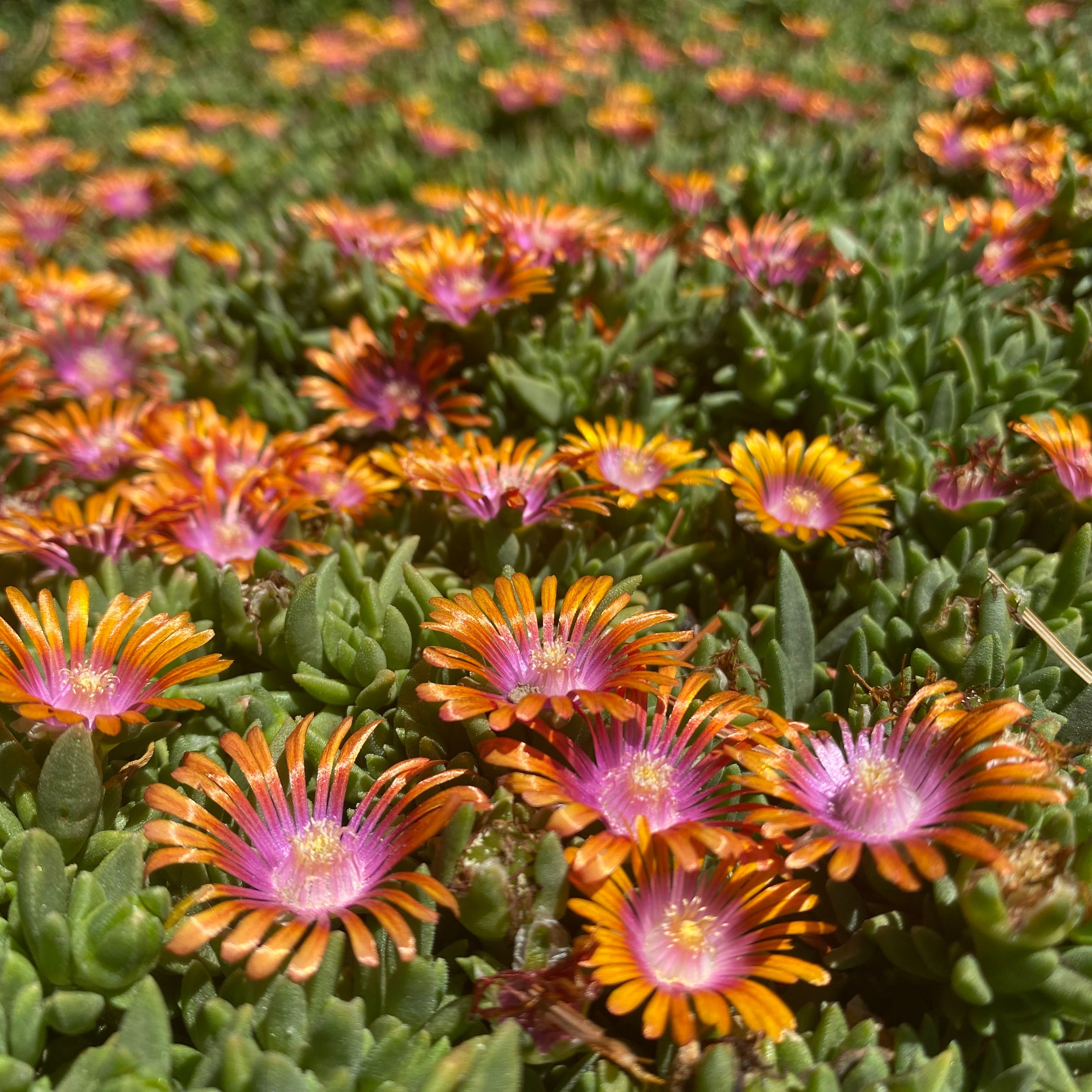 Why Are My Coppery Mesemb Leaves Curling?