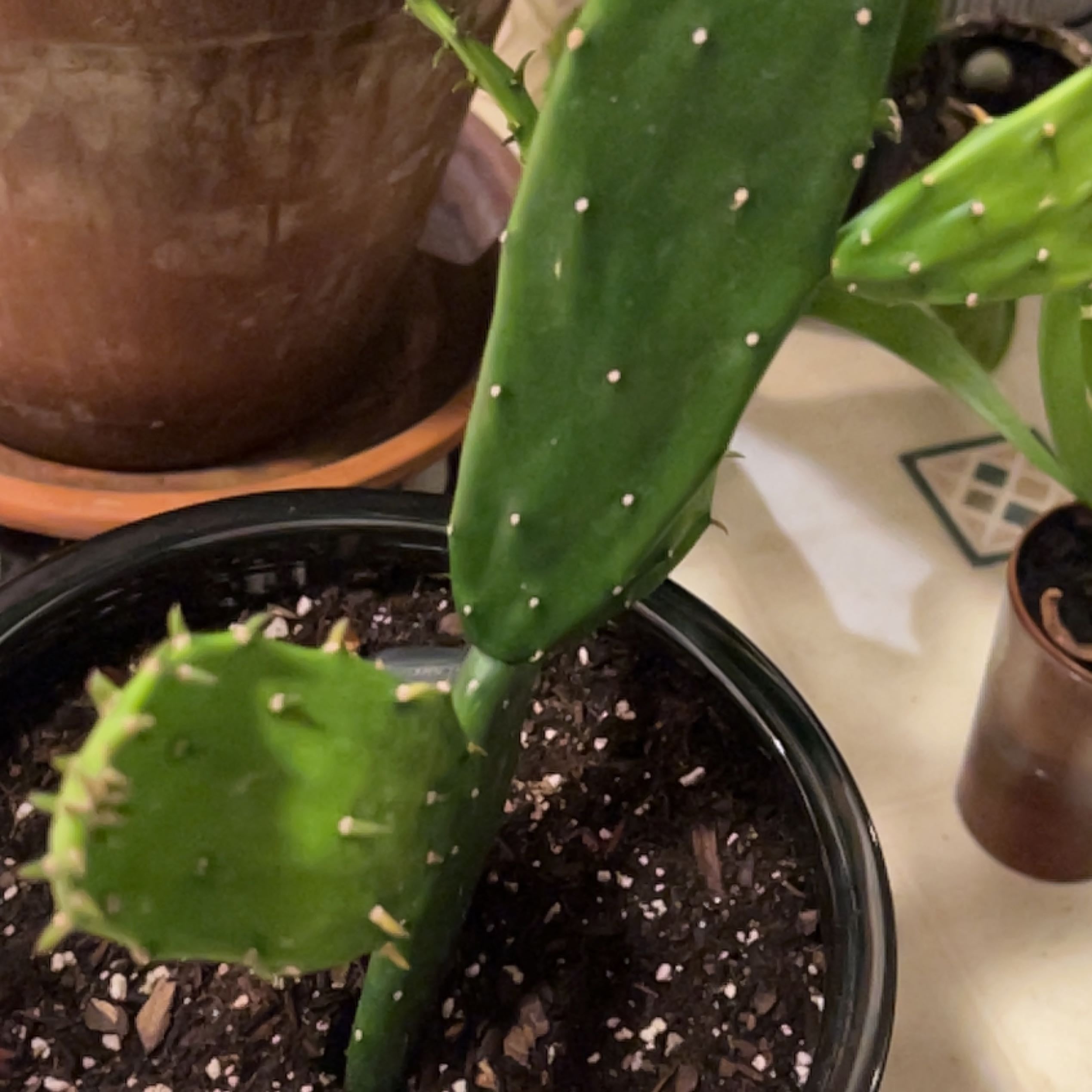 What Temperature Does My Consolea macracantha Need?