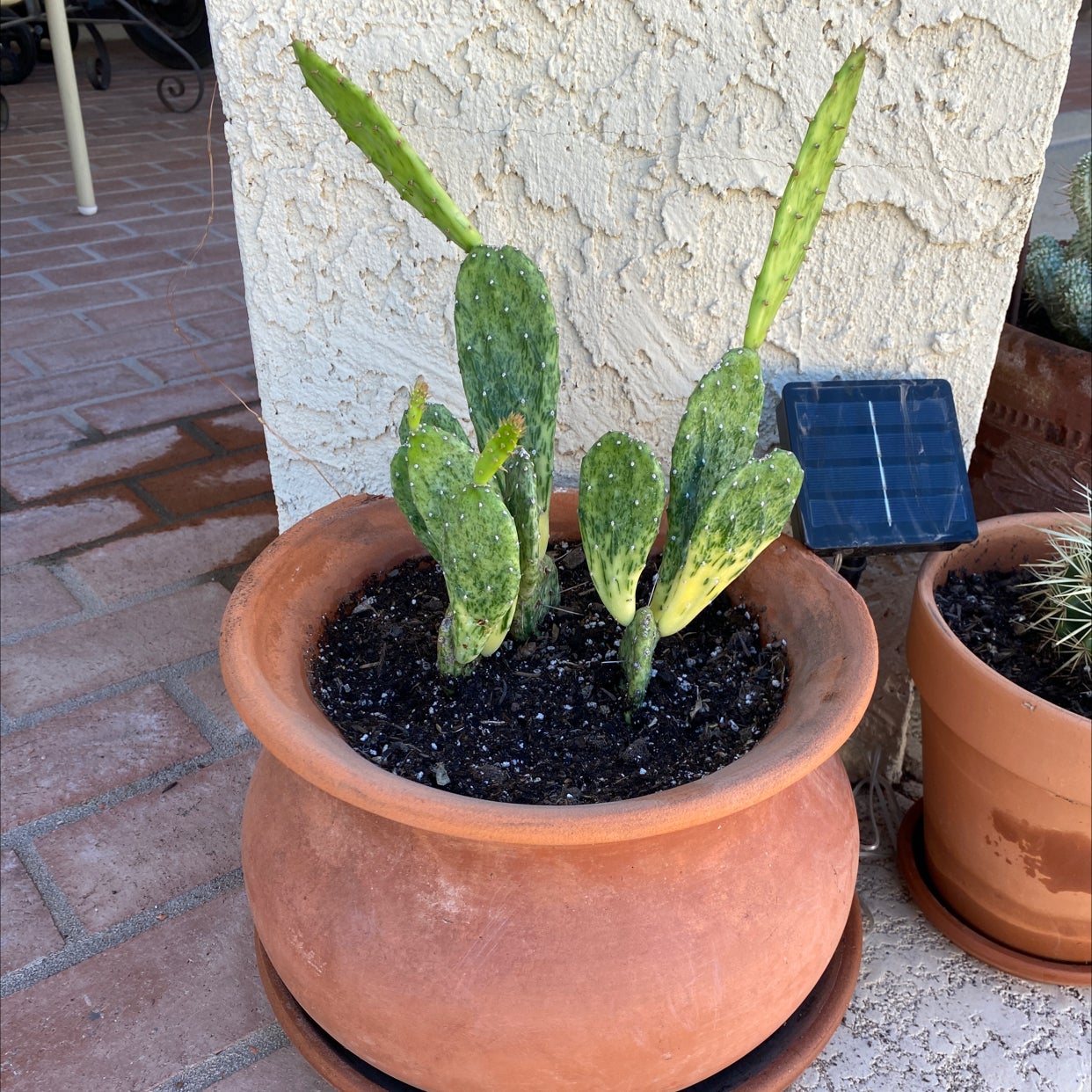 🌵 What Does It Mean When Sunburst Prickly Pear Cactus Blooms?