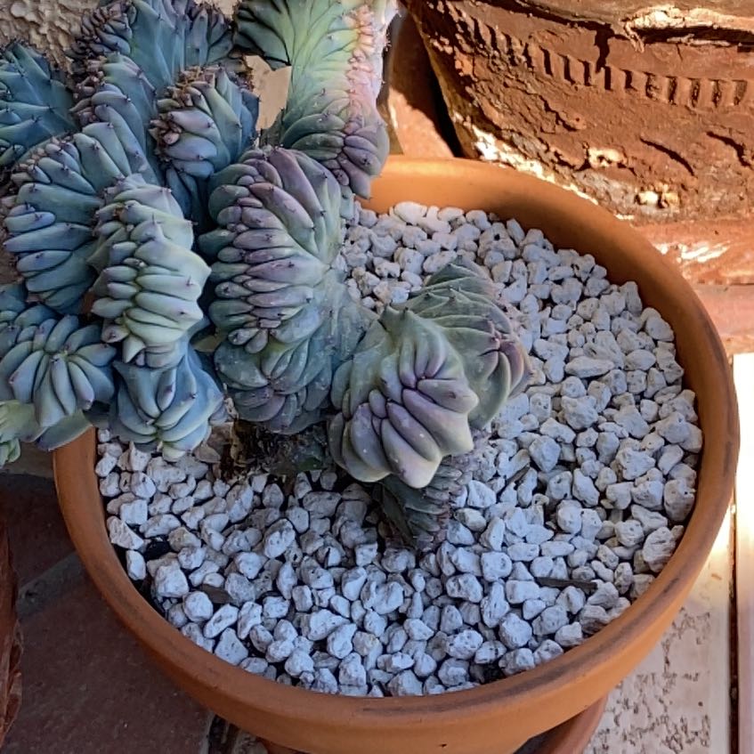Keep Your Variegated Crested Blue Flame Cactus Alive: Light, Water ...