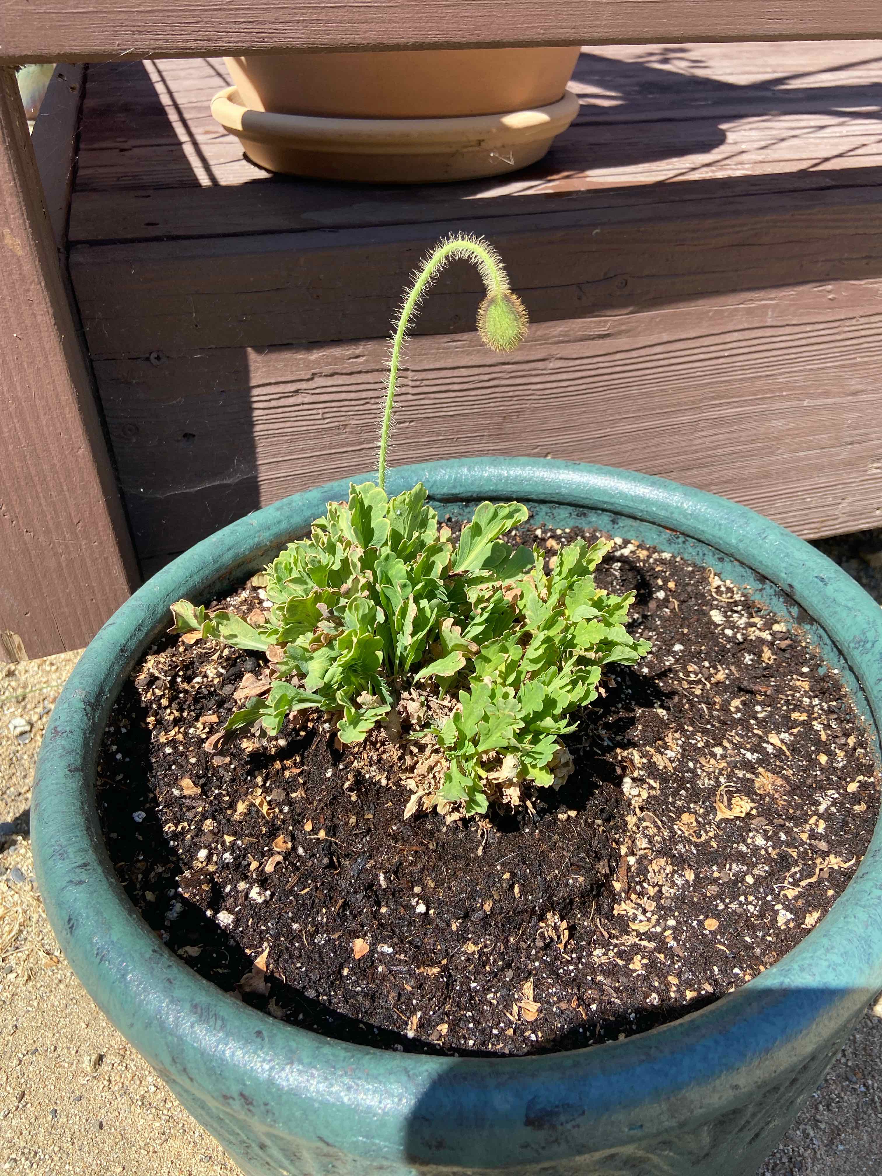 Best Soil Potting Mix for Opium Poppy