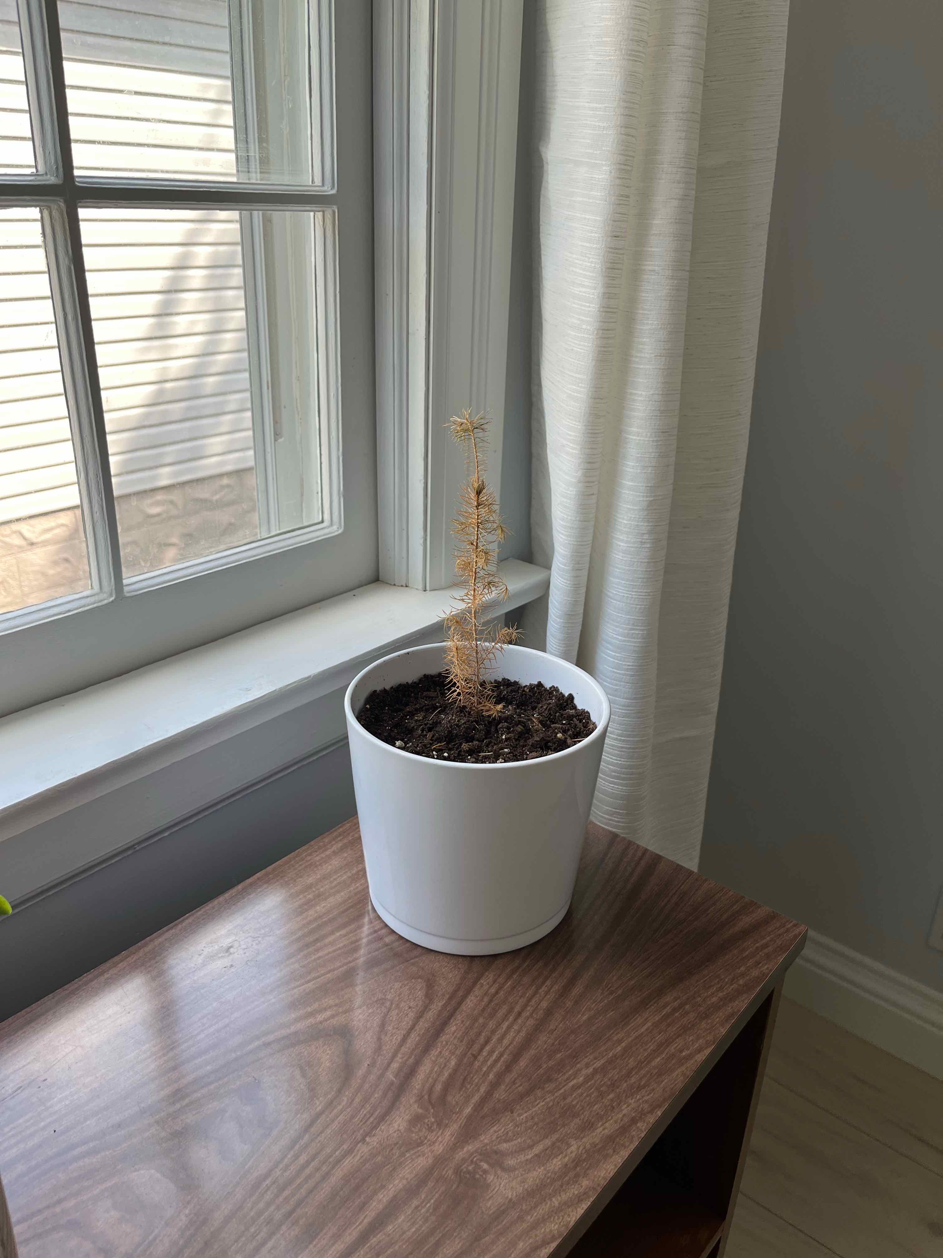 How to Know When to Repot a Blue Spruce?