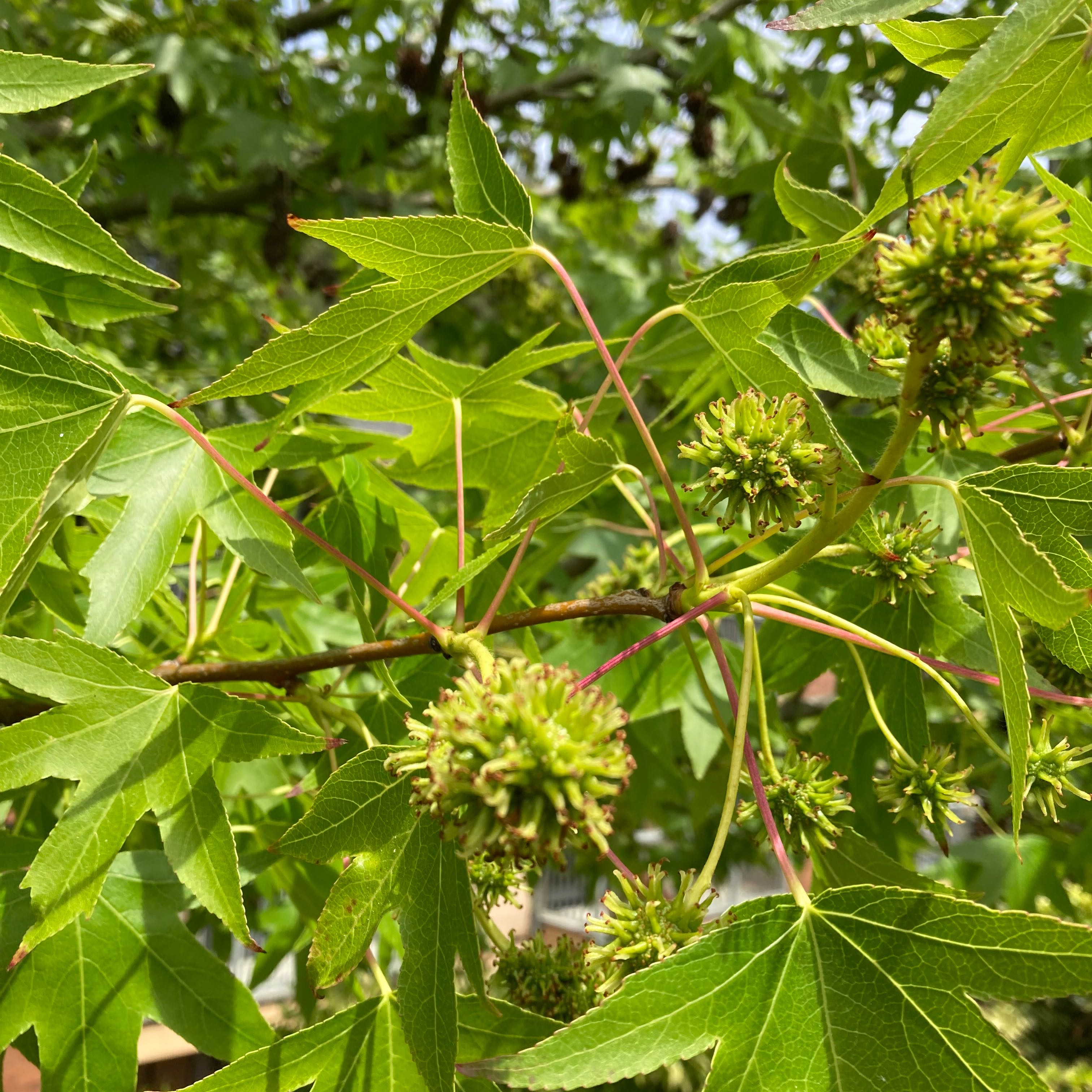 Propagating Your Silver Maple: Step-by-Step Guide