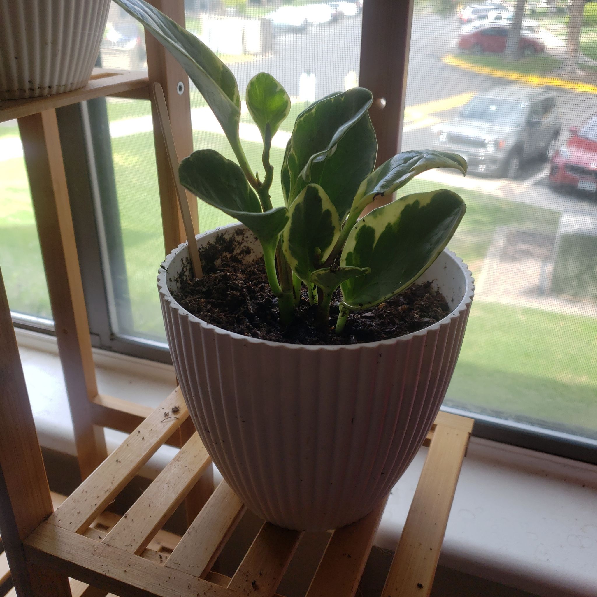 Gregarious | A plant by @LordlySplitrock on Greg