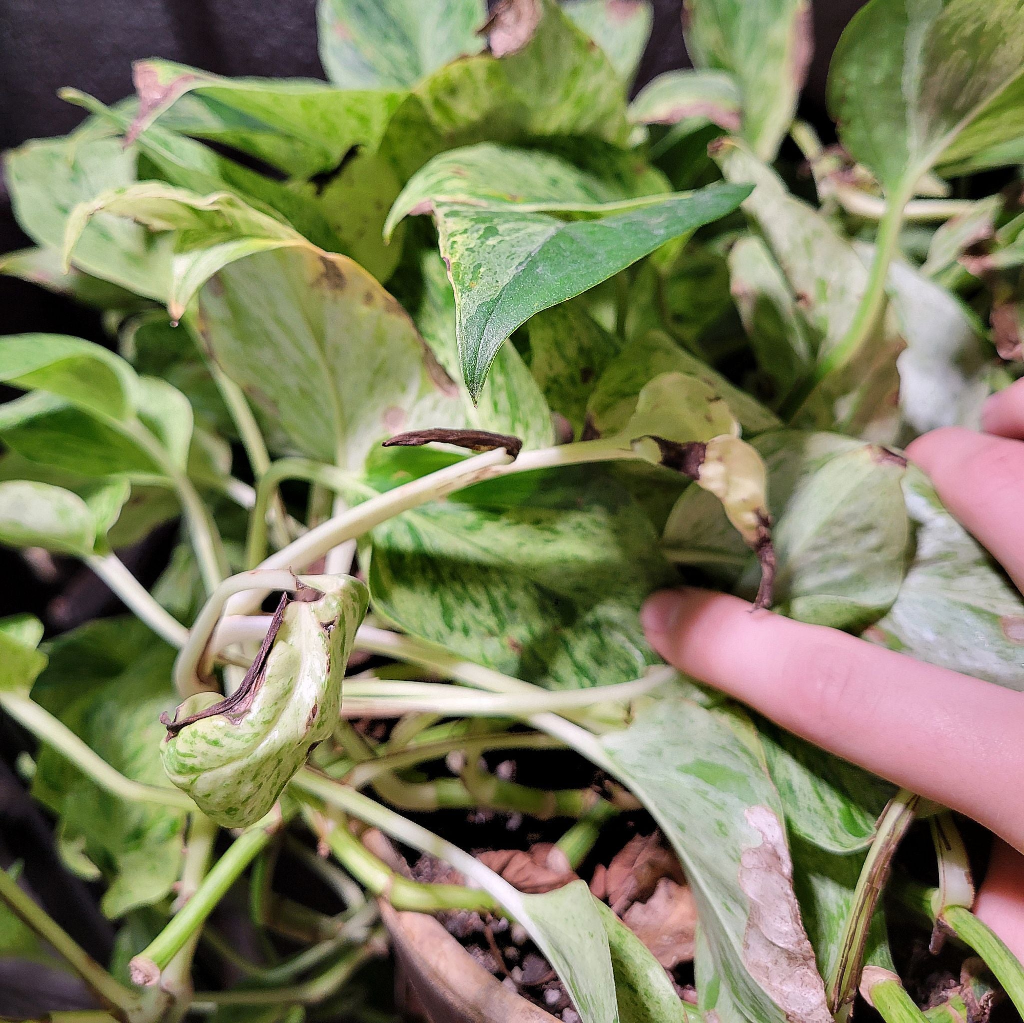 Why Are My Skeleton Key Pothos Leaves Mushy?