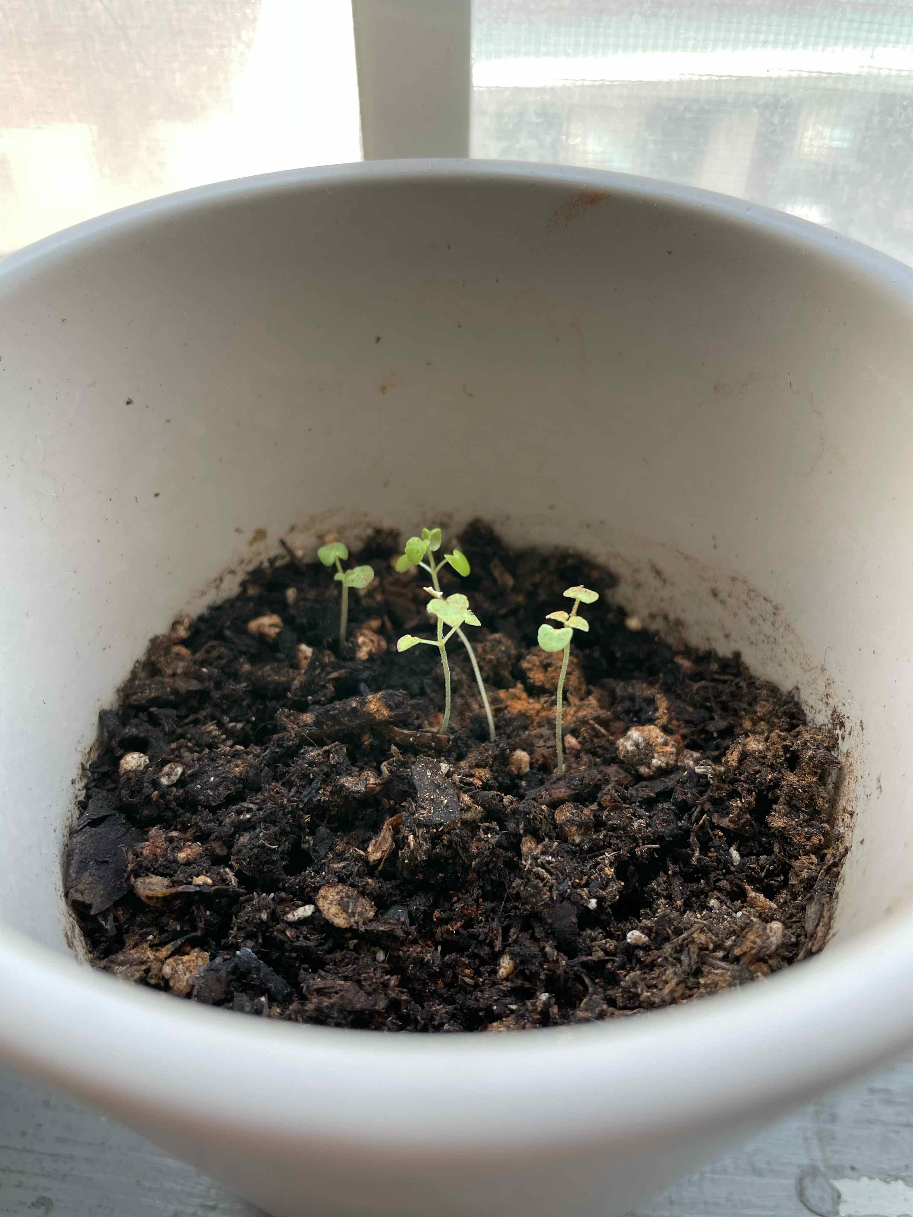 My Catnip Leaves Are Turning Yellow. What Should I Do? 🐱