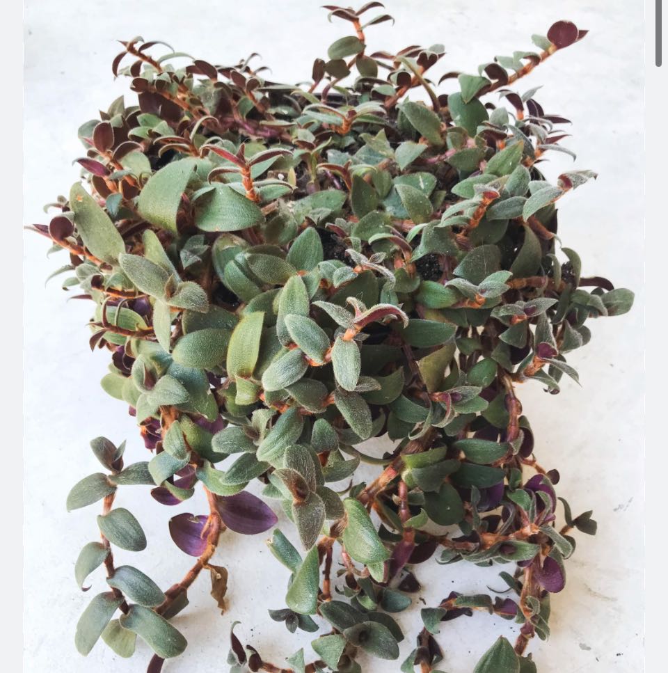 How Much Humidity Does My Teddy Bear Vine Need?