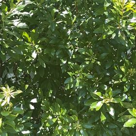 Personalized Mousehole Tree Care: Water, Light, Nutrients | Greg App