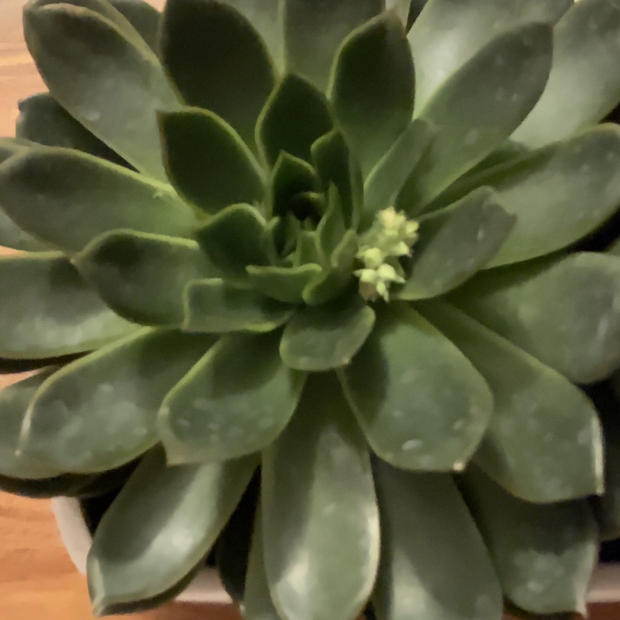 Nemo | A plant by @DollTaro on Greg