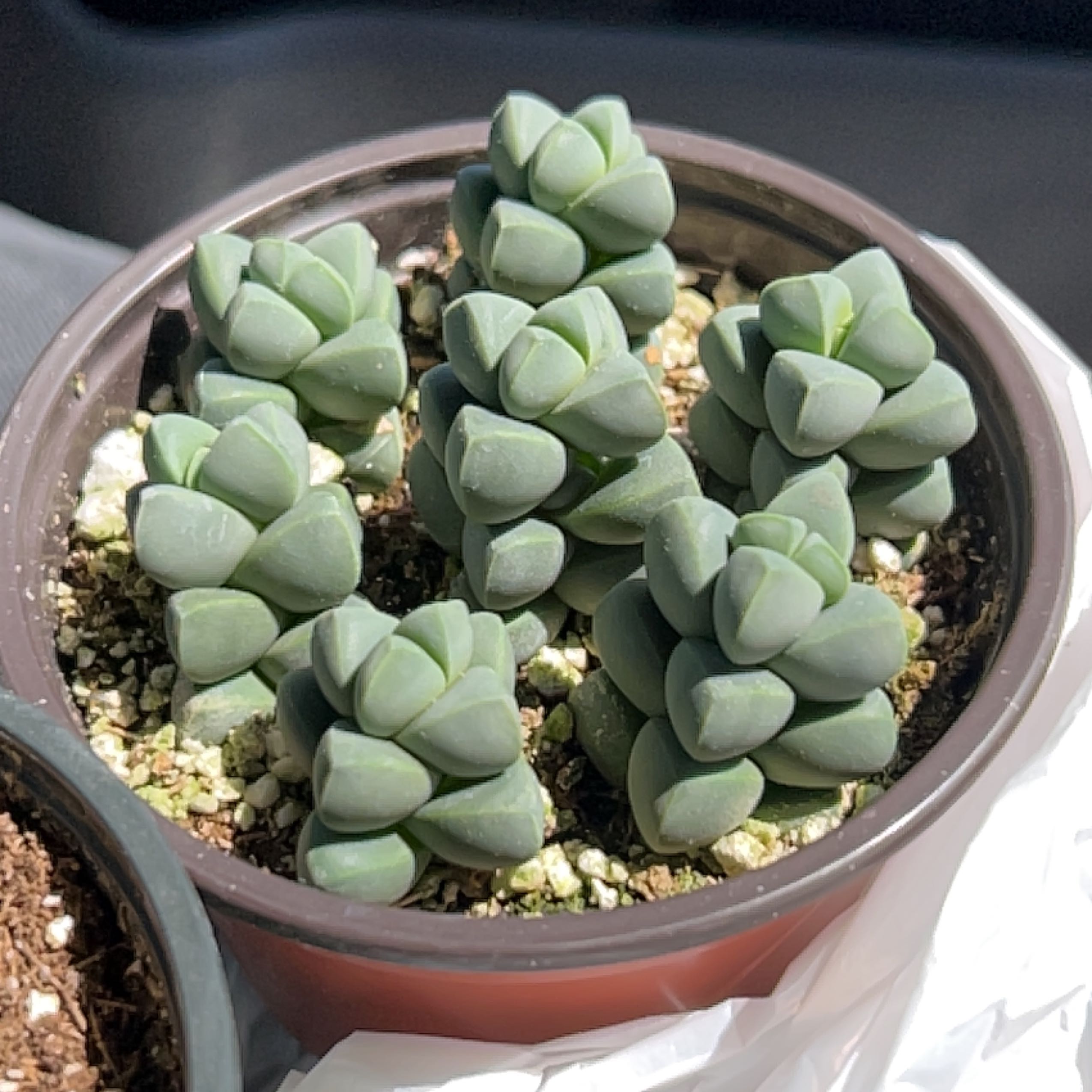 10 Benefits of Having a Astridia velutina