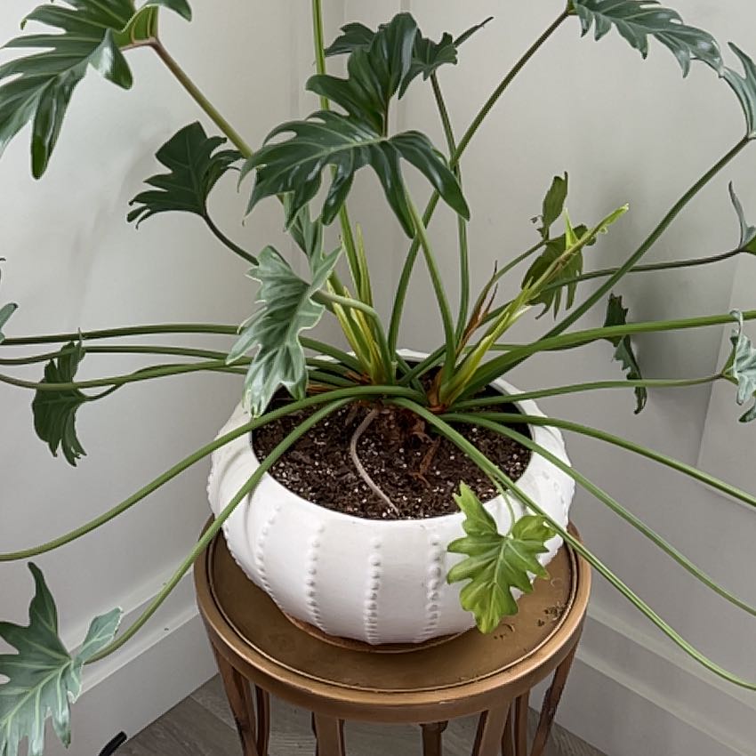Propagating Philodendron Xanadu: Step-by-step Guide