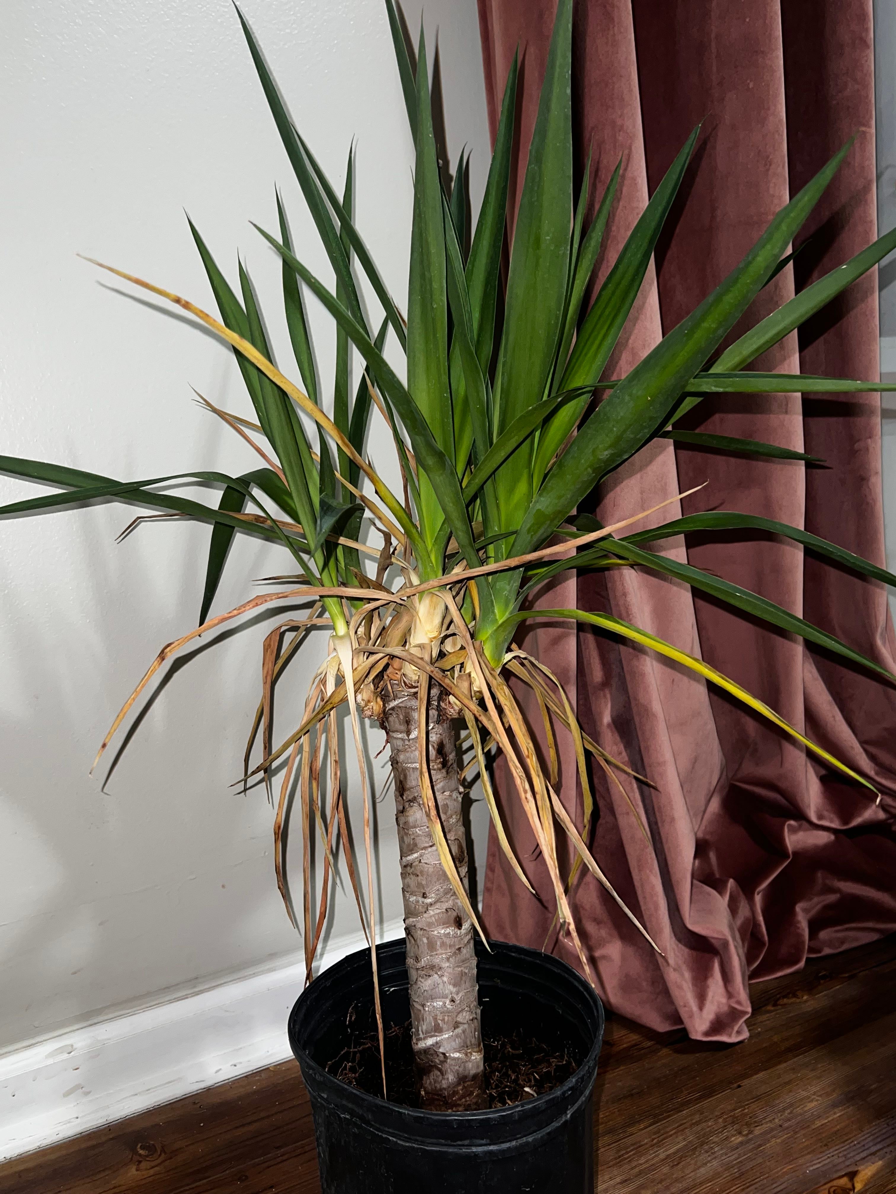 Yucca 'Solaris' Care 101: Water, Light & Growing Tips
