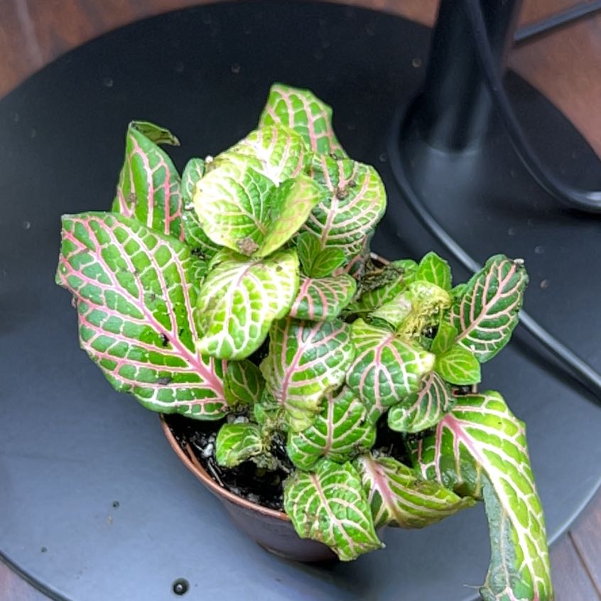 Willow | A plant by @PremierChichipe on Greg