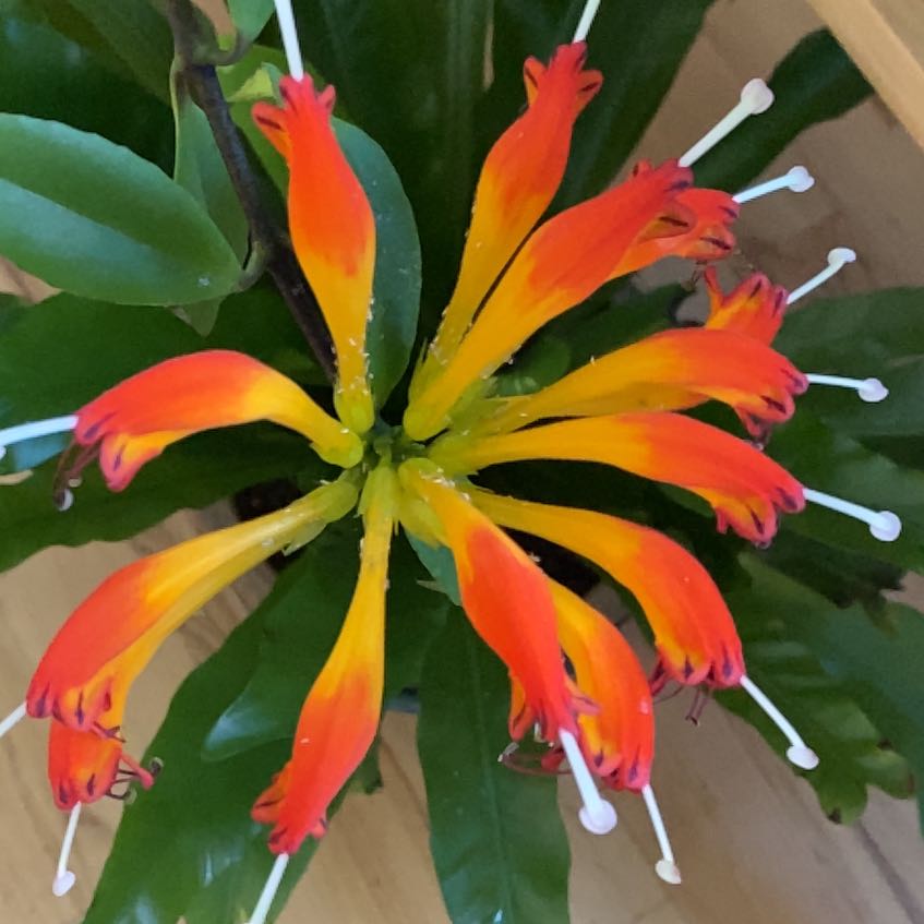 Symbolism and Benefits of the Flame Lily