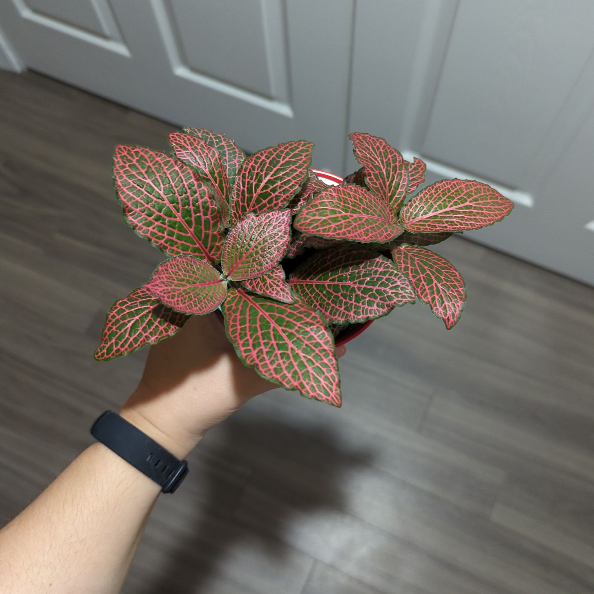 Why Are There Brown Spots on My Red Anne Nerve Plant?