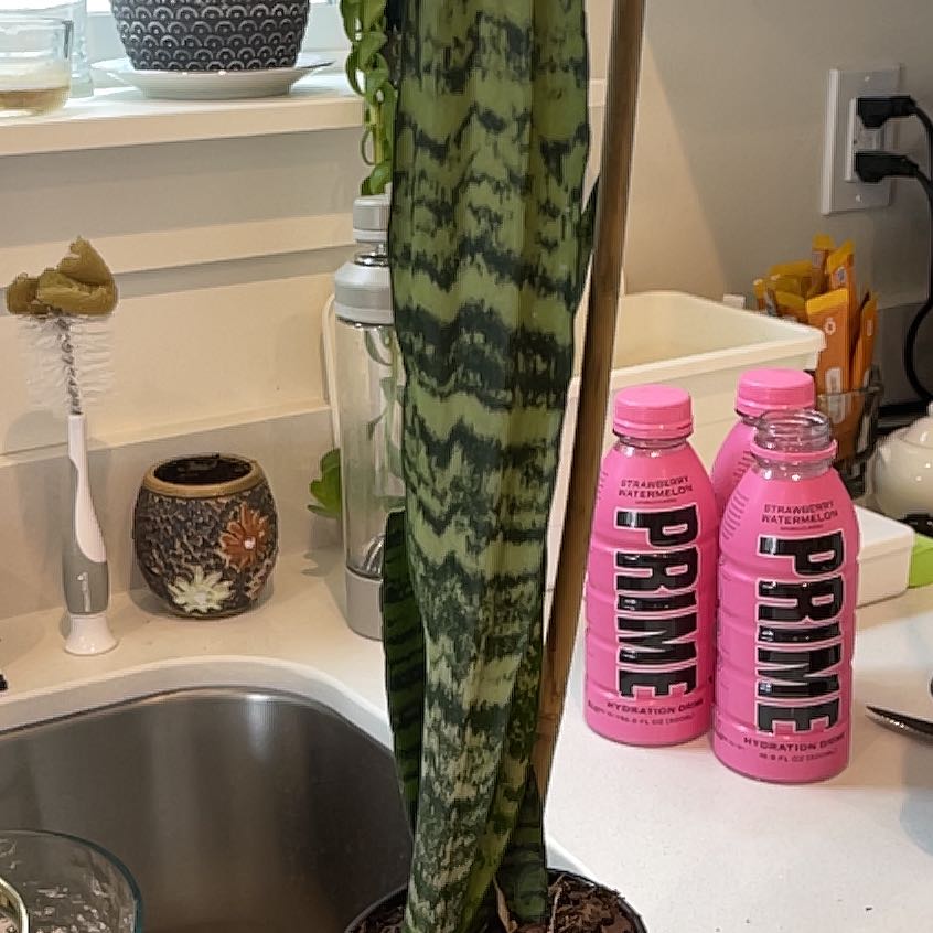 Personalized Ceylon Bowstring Hemp Care: Water, Light, Nutrients | Greg App
