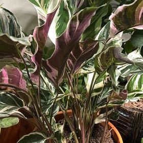 Leaf Erickson | A plant by @LuckyKowhai on Greg