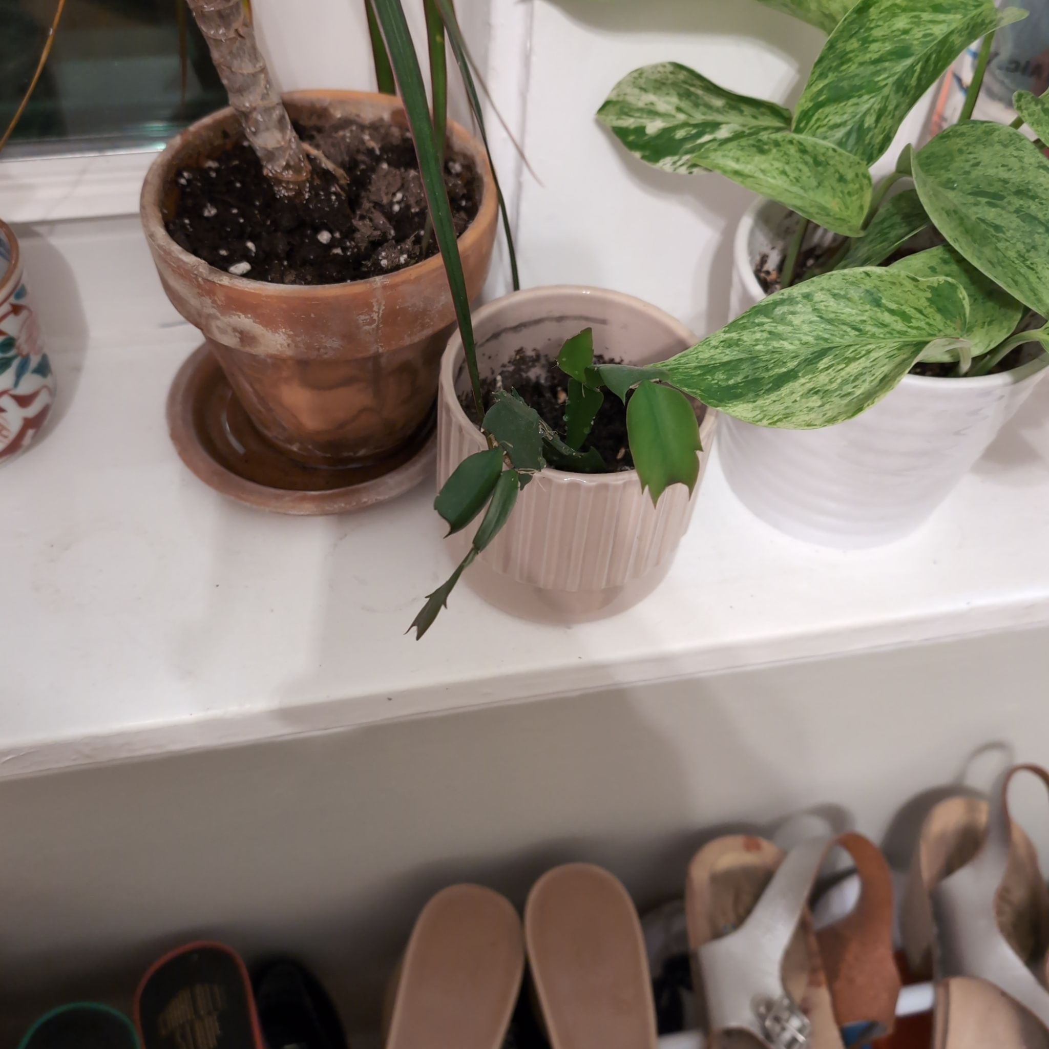 Zeus | A plant by @rami on Greg