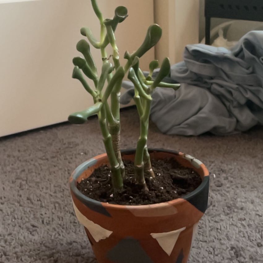 shrek | A plant by @ChampTropical on Greg