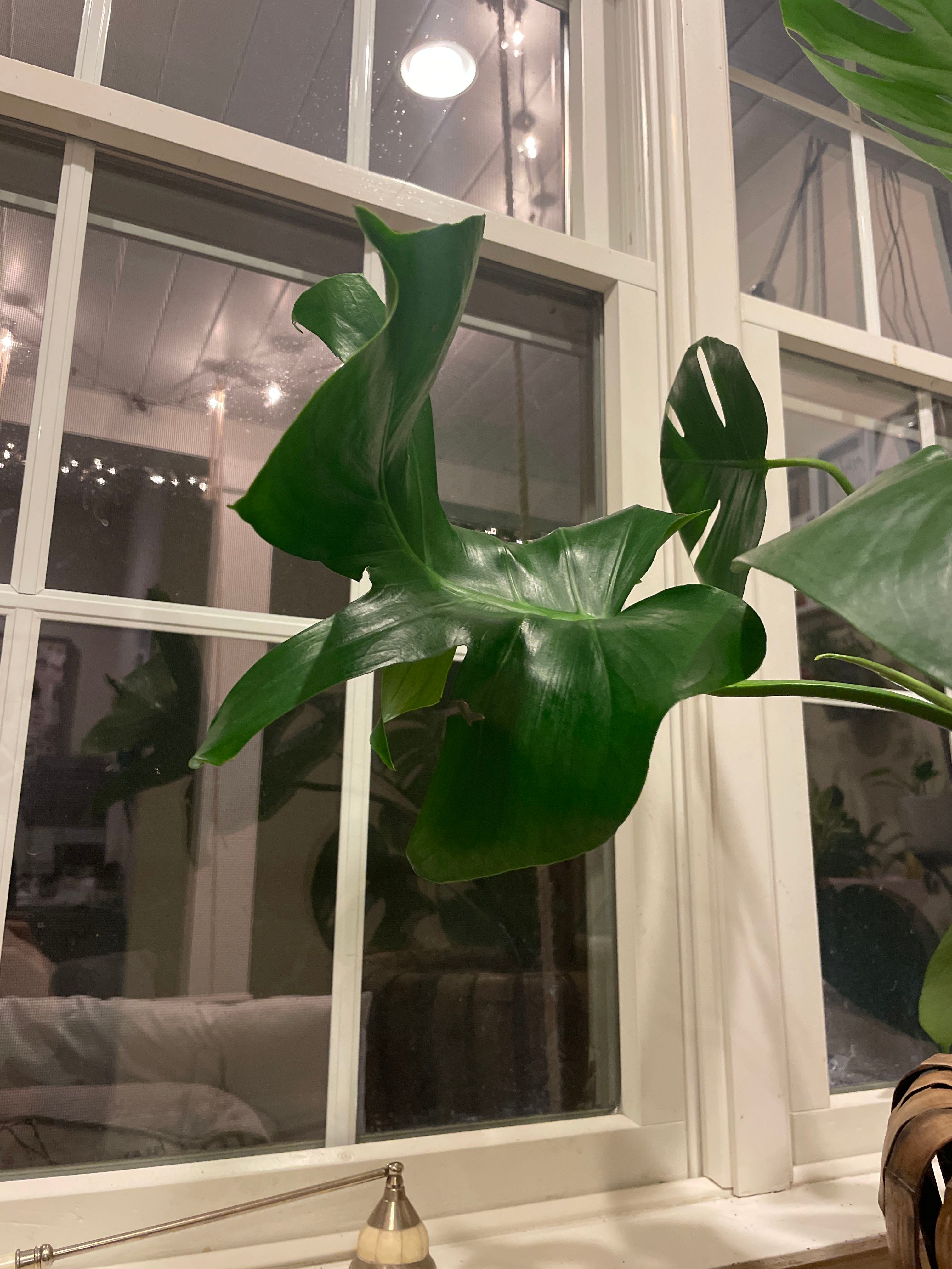 Monstera leaf's funny reaction to repotting