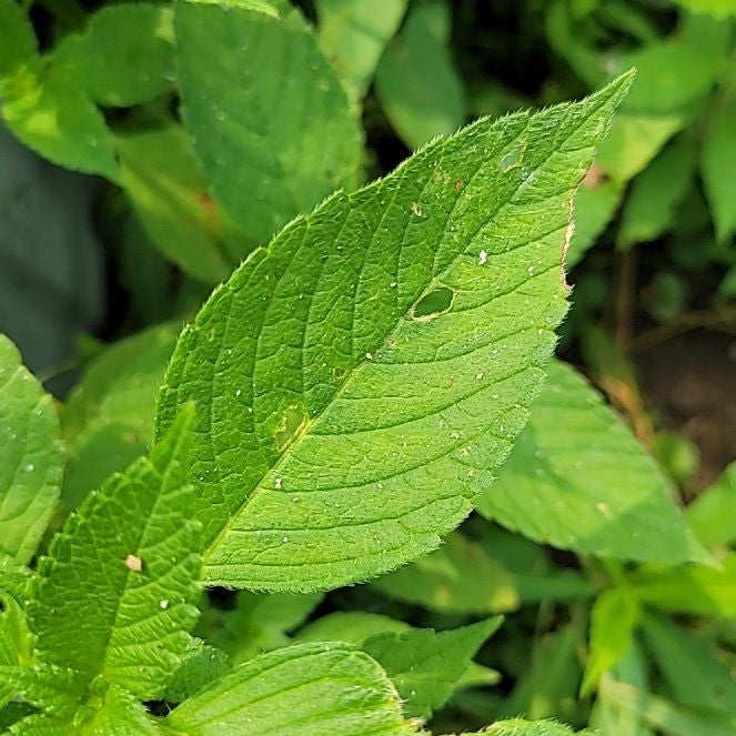 Personalized Careless Weed Care: Water, Light, Nutrients | Greg App