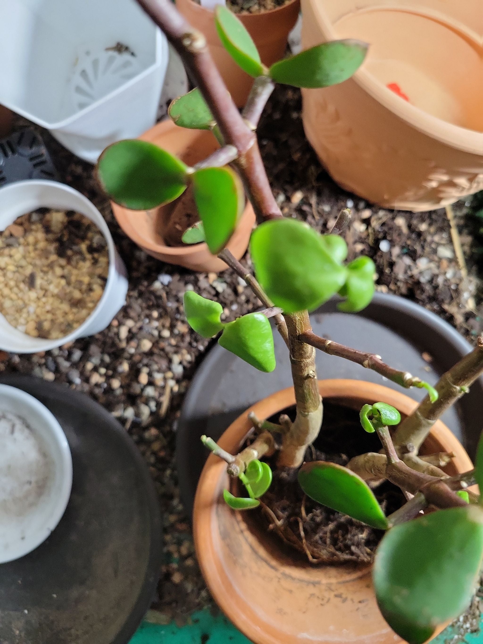 How Do I Propagate My Autograph Tree?