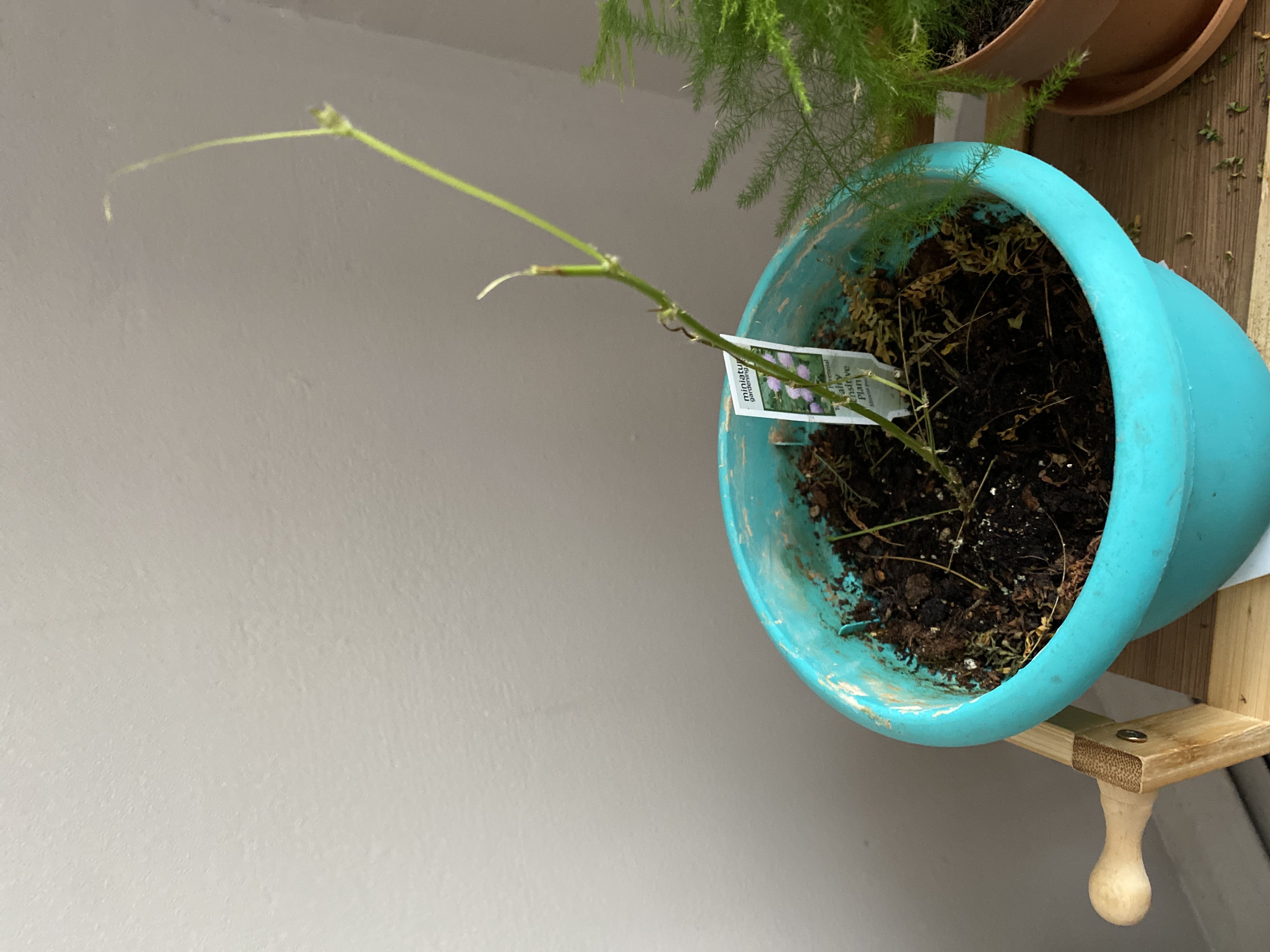 How to Care for Sensitive Plant: Mastering Water, Sunlight & More