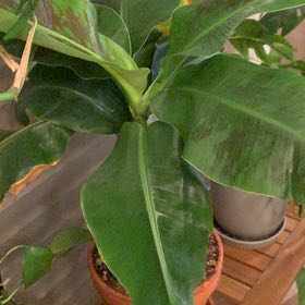 Marley | A plant by @WorkhorseGrass on Greg