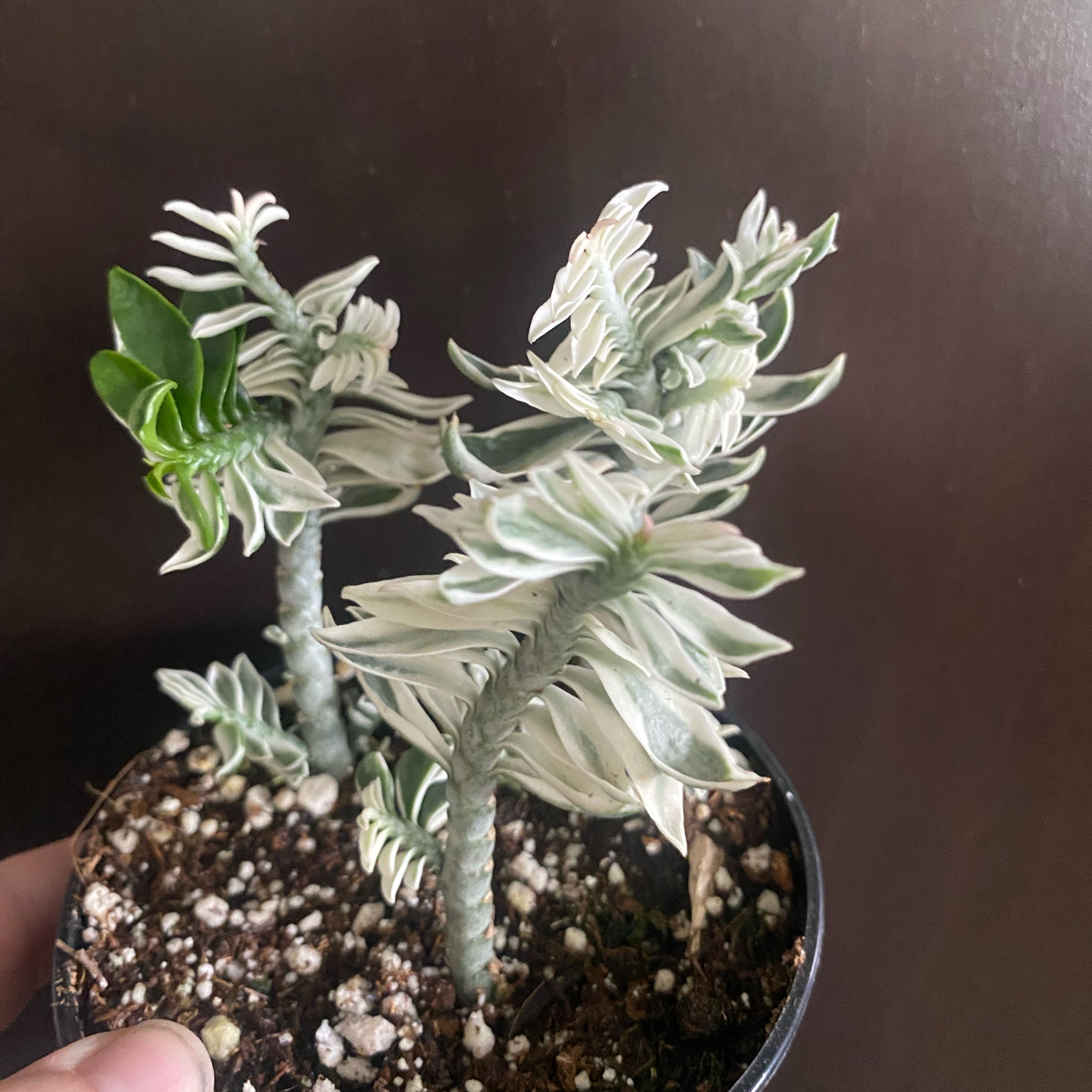 devil's backbone Plant Care: Water, Light, Nutrients | Greg App 🌱