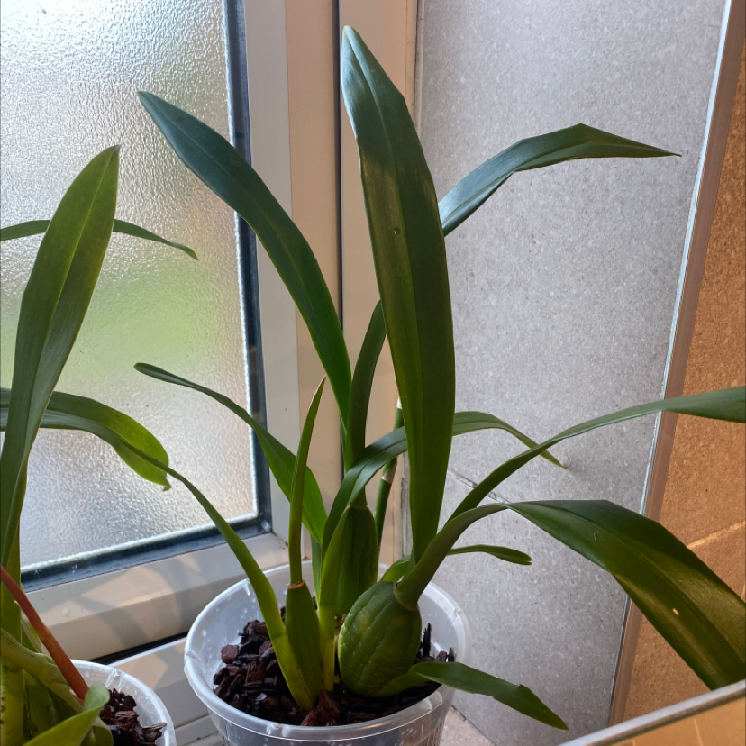 The Complete Oncidium 'Lemon Heart' Plant Care Guide: Water, Light & Beyond