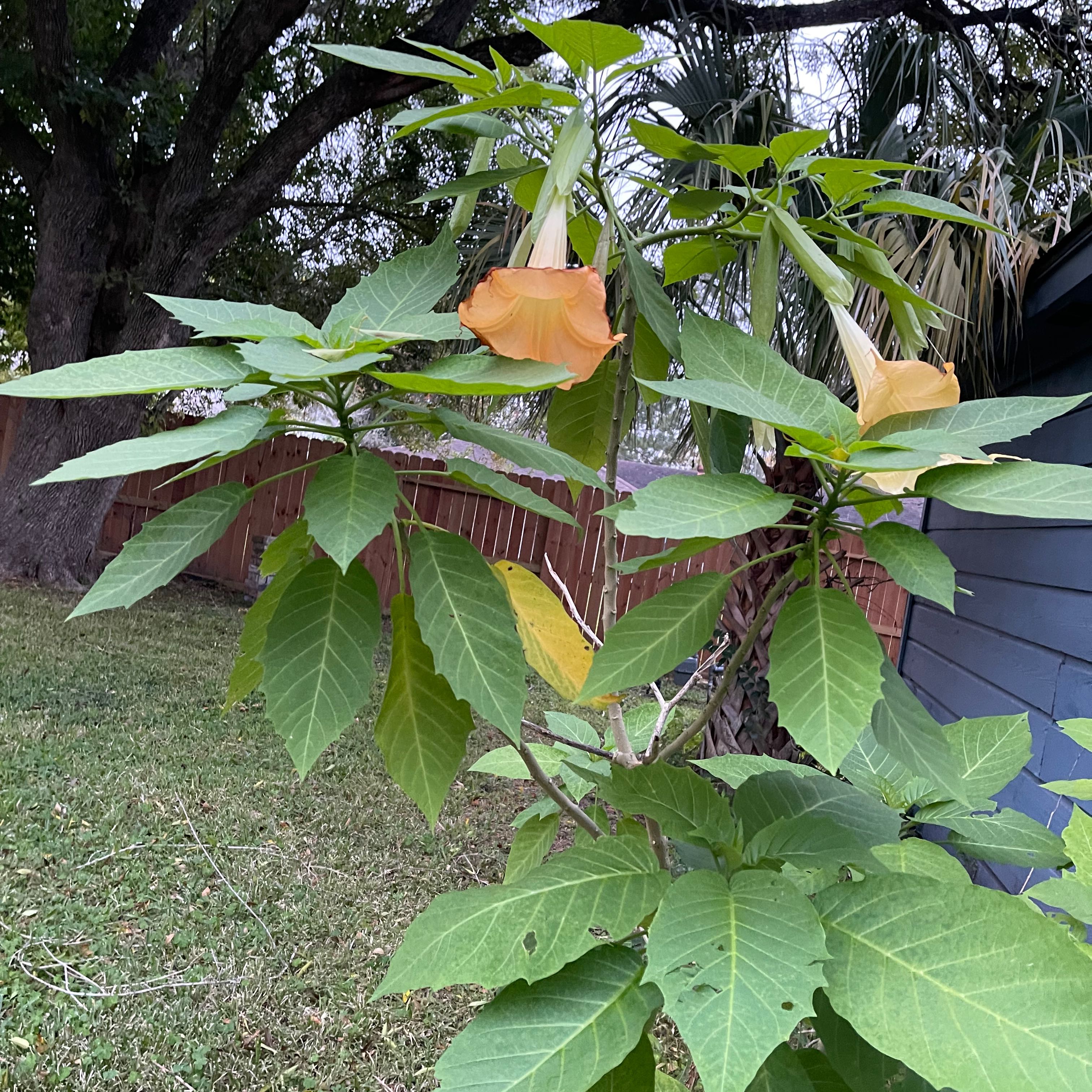 Brown Spots On Brazil's White Angel Trumpet Leaves