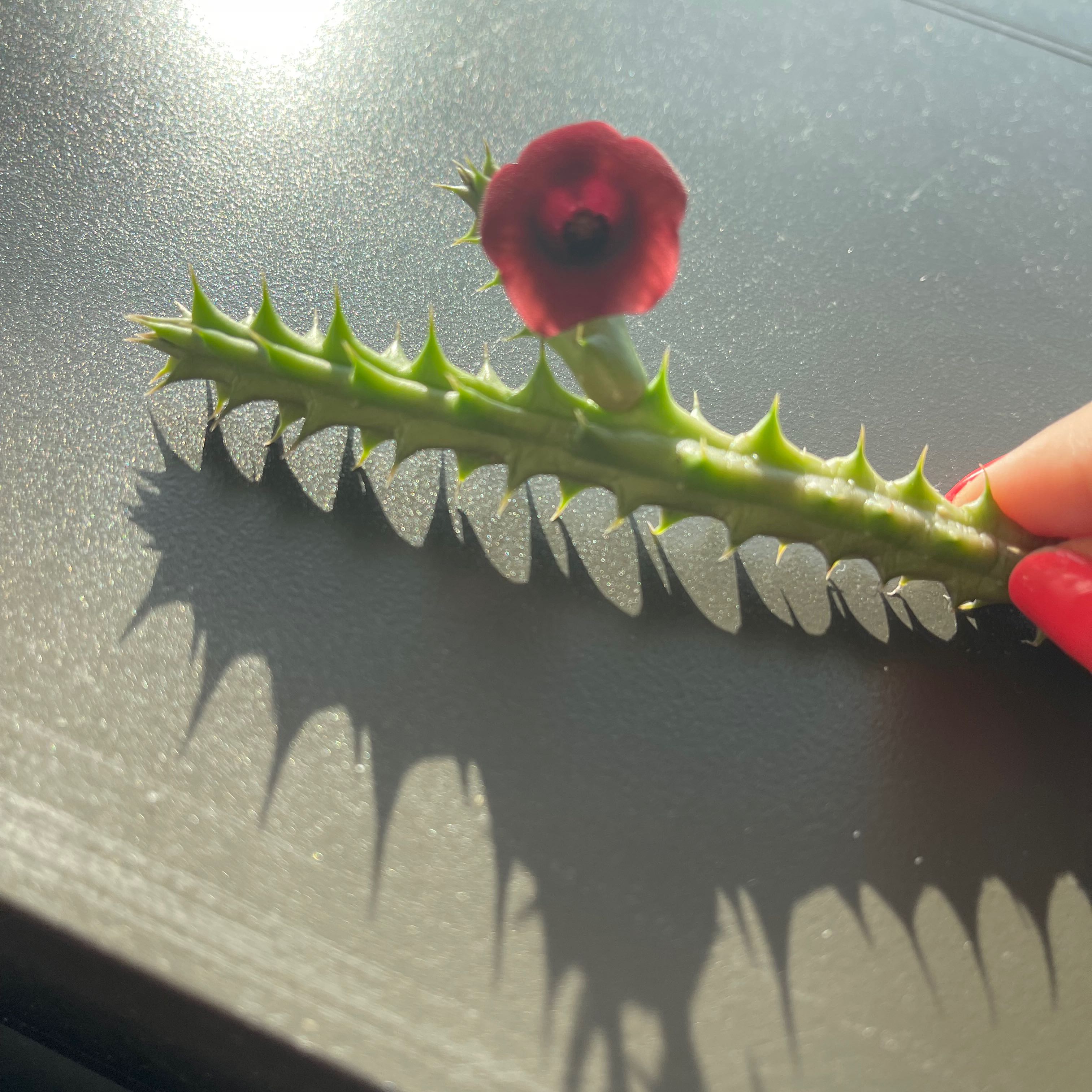 Duke | A plant by @Pungapong on Greg