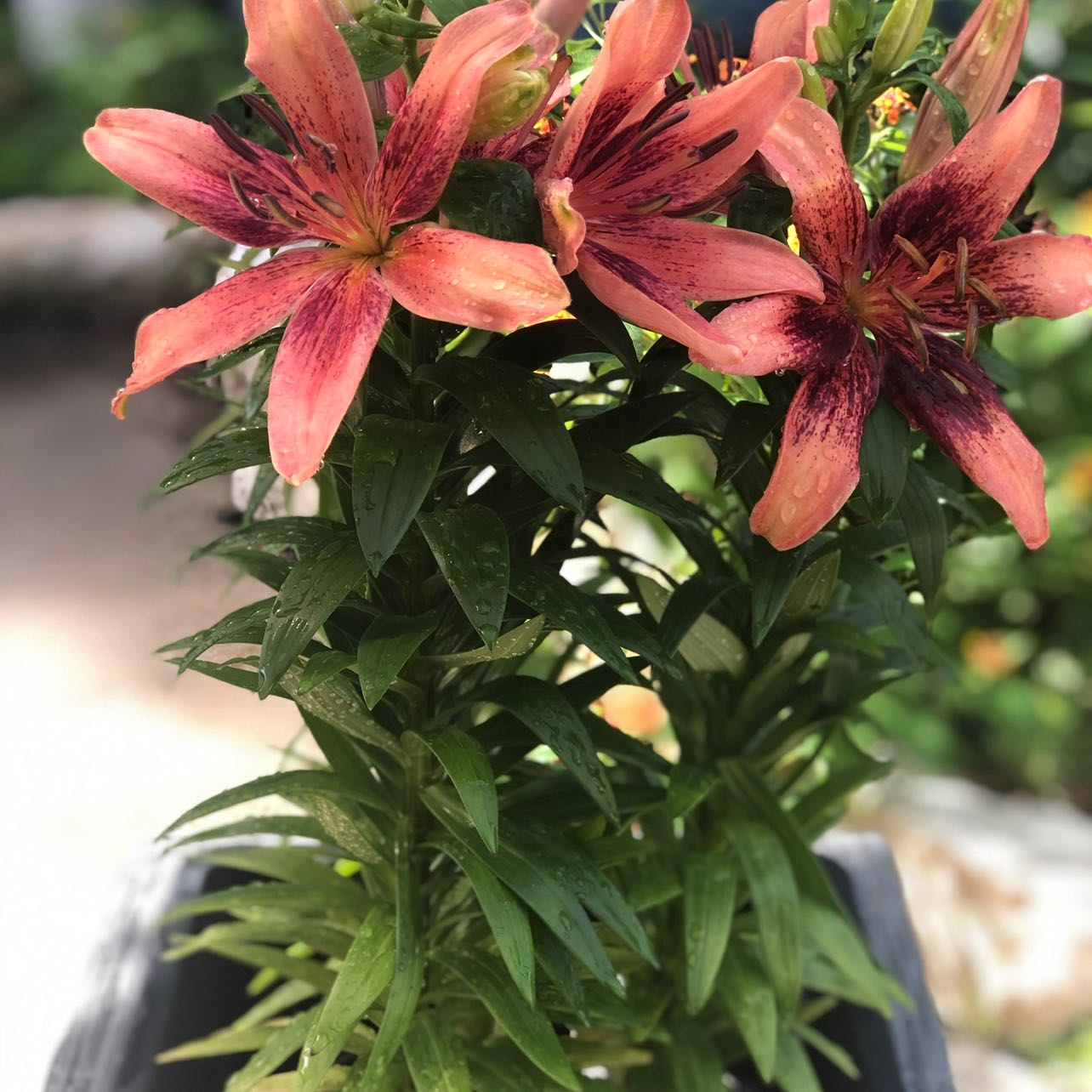 Nithin | A plant by @Pungapong on Greg