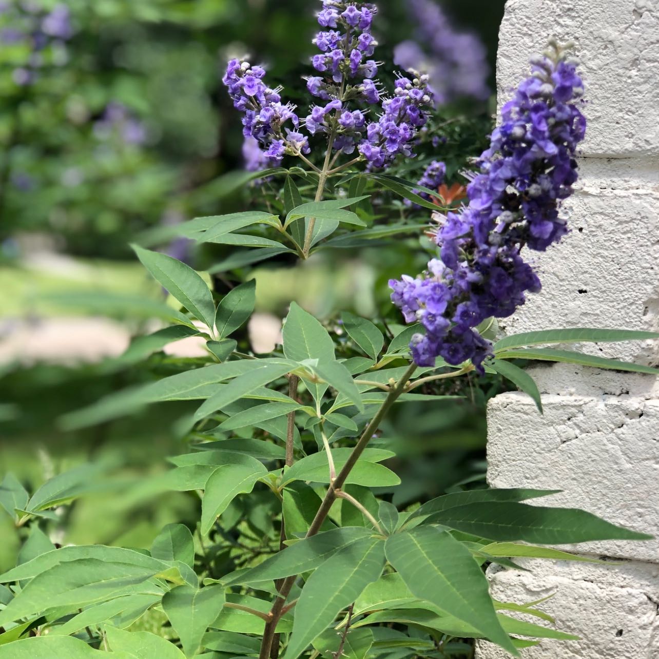 Propagating Your Chaste Tree: Step-by-Step Guide