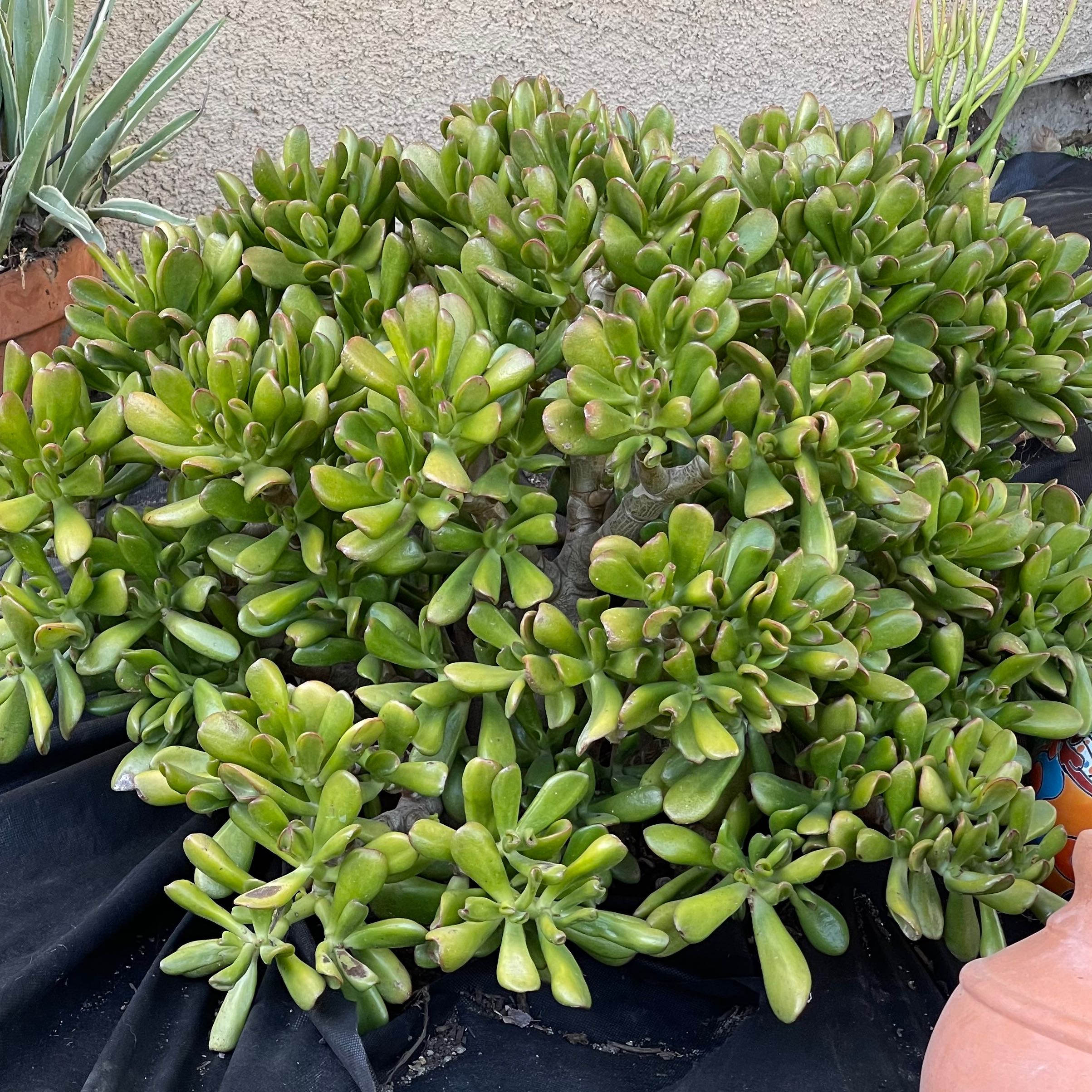 Keep Your ET Fingers Alive: Light, Water & Care Instructions