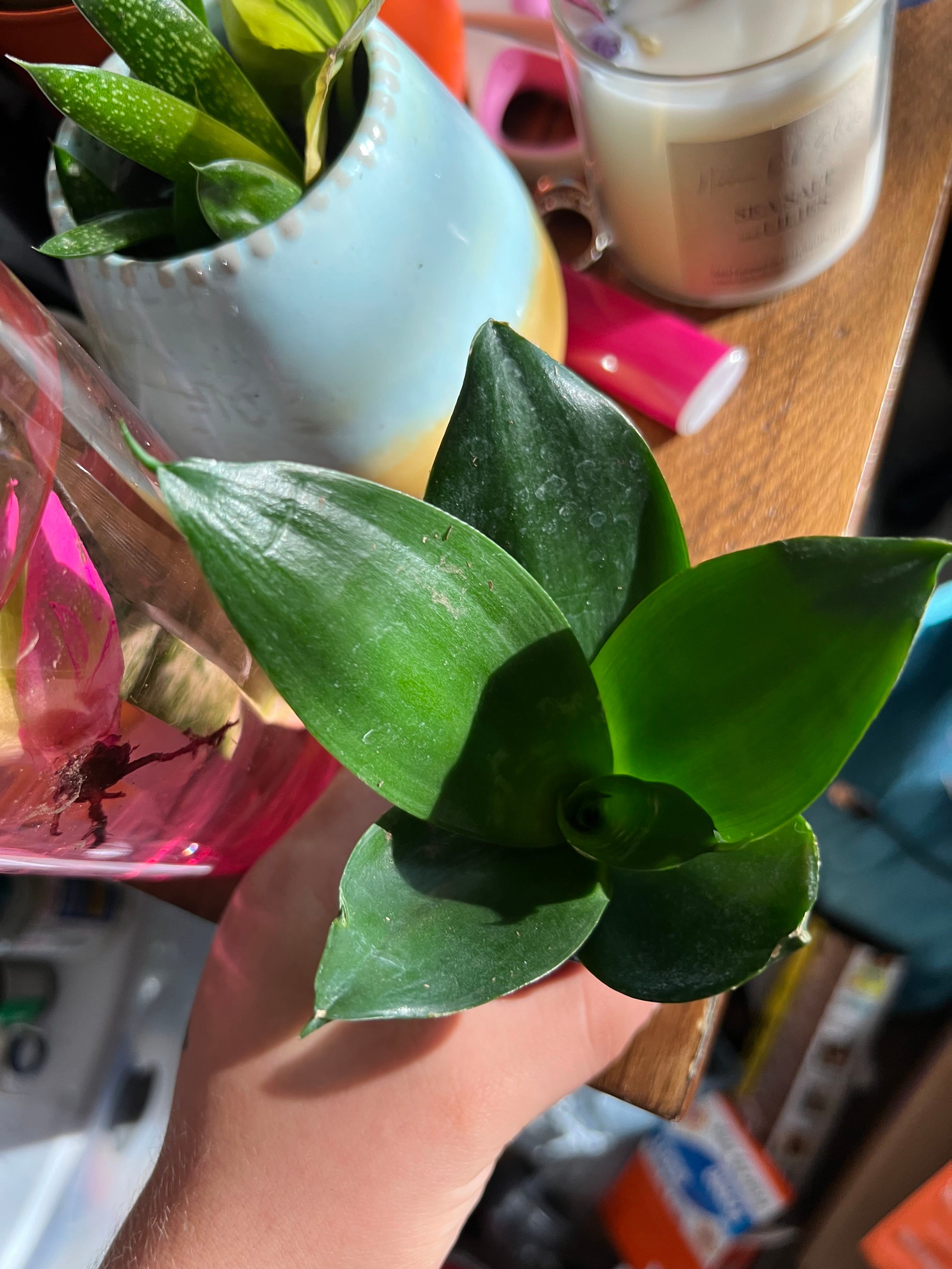 'White Stripe Giant' Sansevieria Plant Care: Water, Light, Nutrients ...