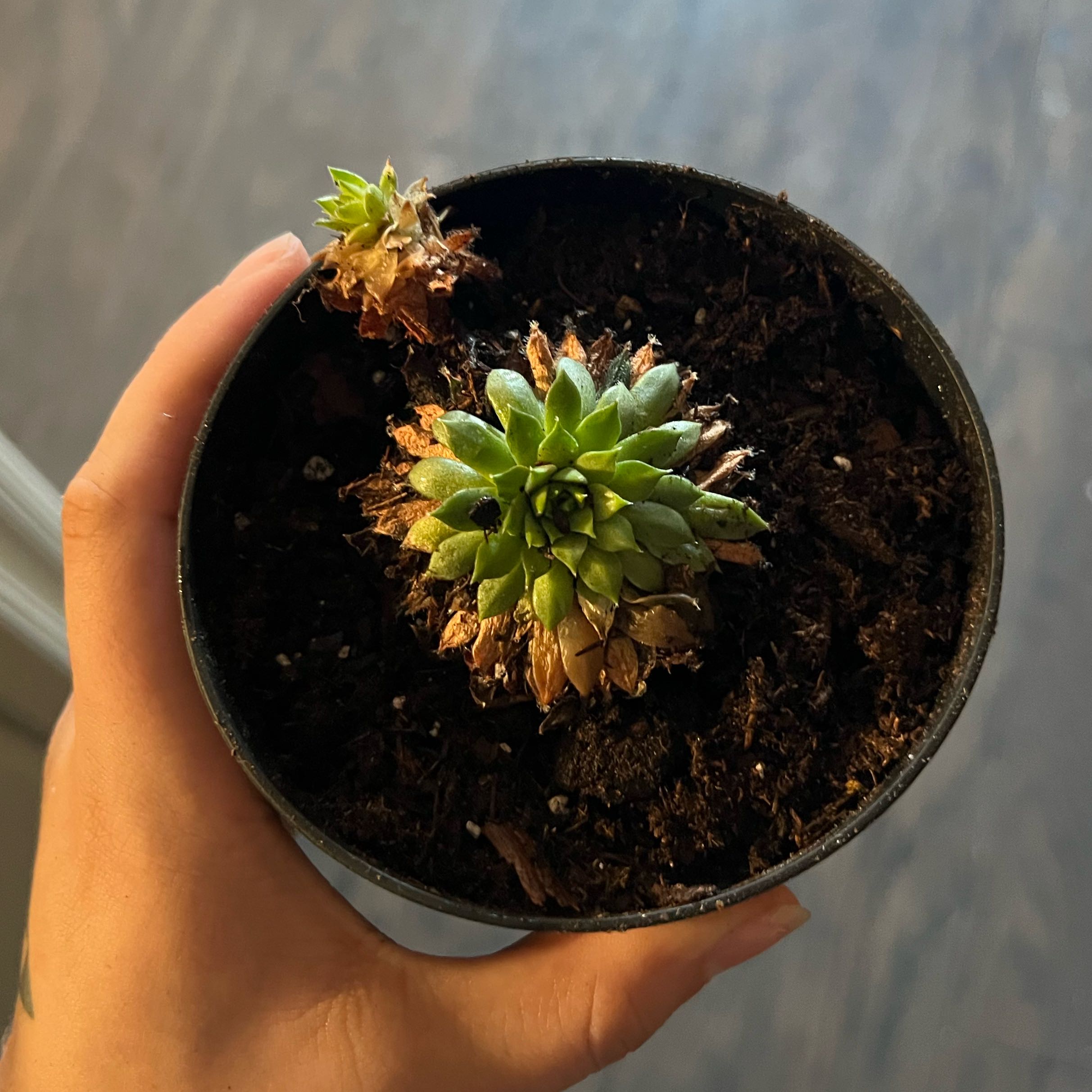 Chicky Poo | A plant by @miraculousships on Greg