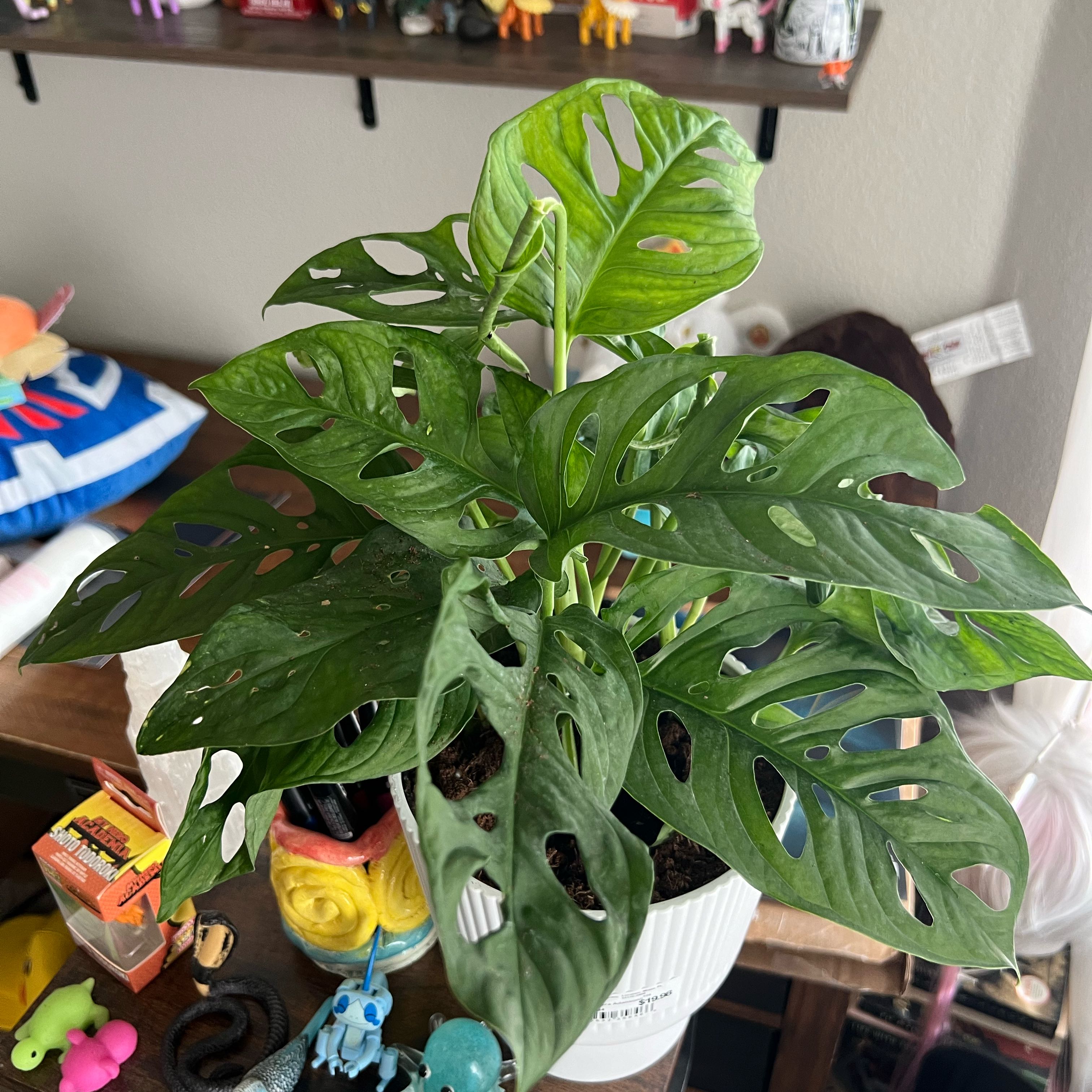 Holey Leaf | A plant by @miraculousships on Greg