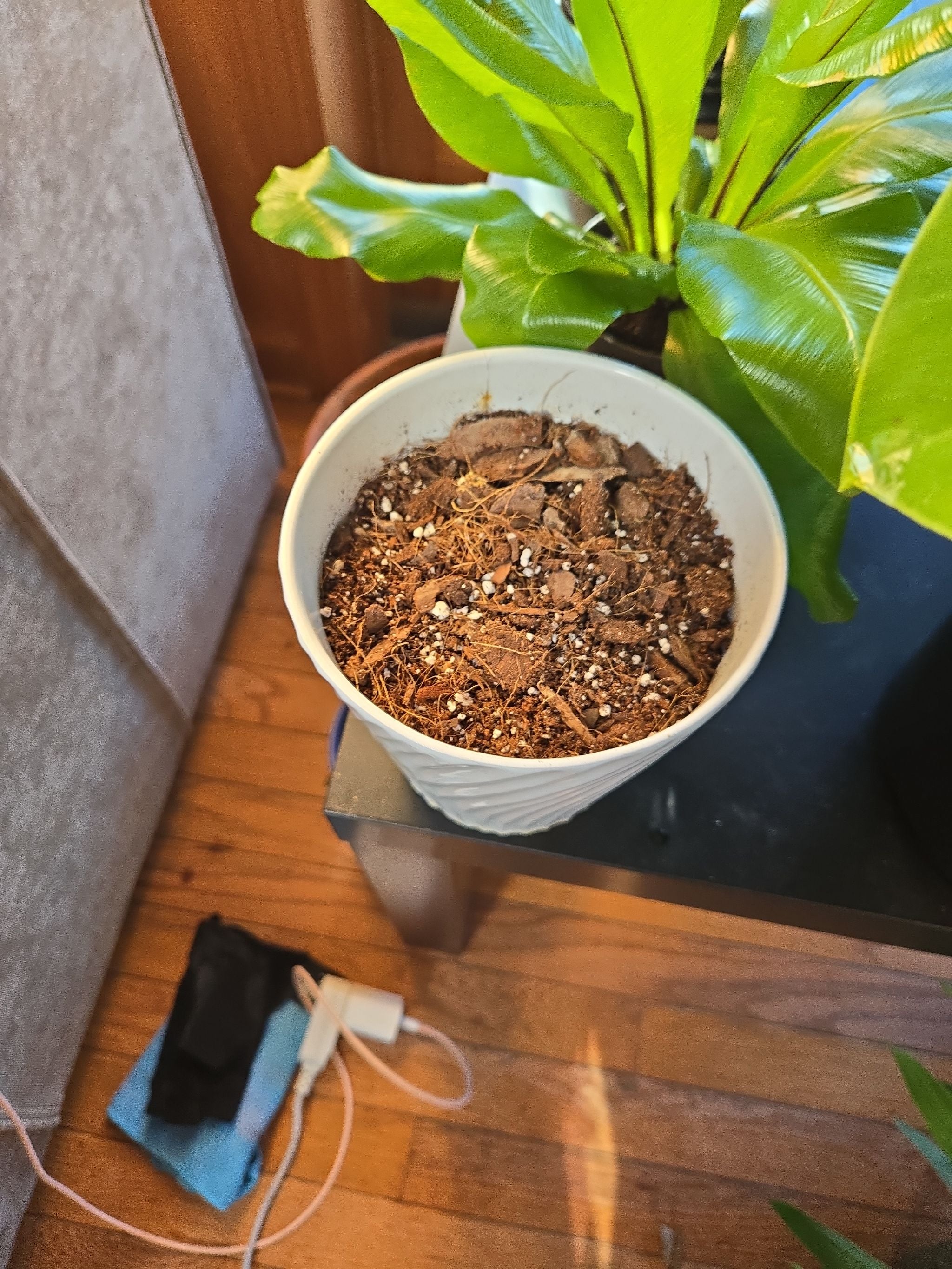 Understanding Caladium 'Ballet Slippers': The Basics 👠