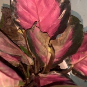 Personalized Calathea Pink Star Care: Water, Light, Nutrients | Greg App