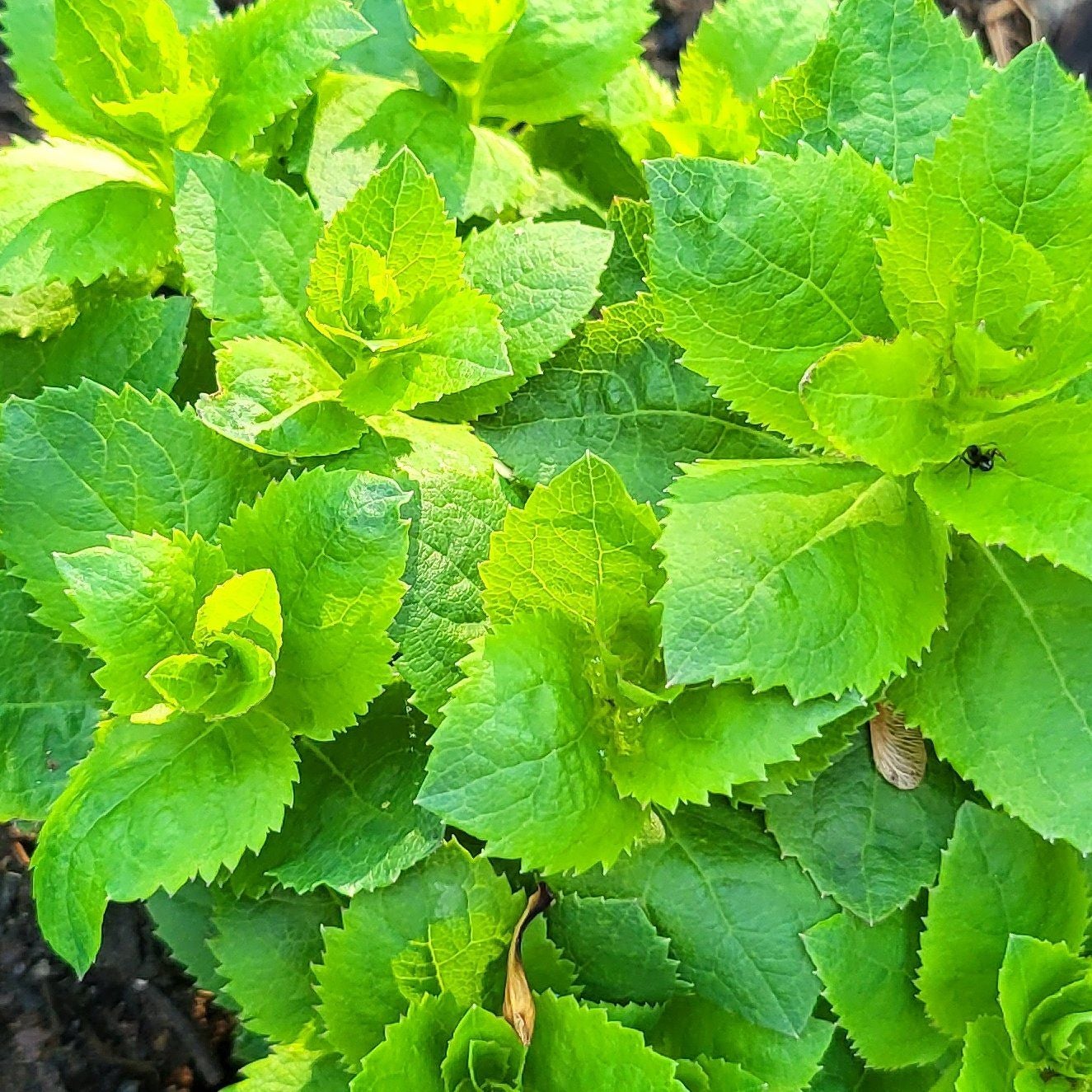 Common Balloon-Flower Problems 🎈