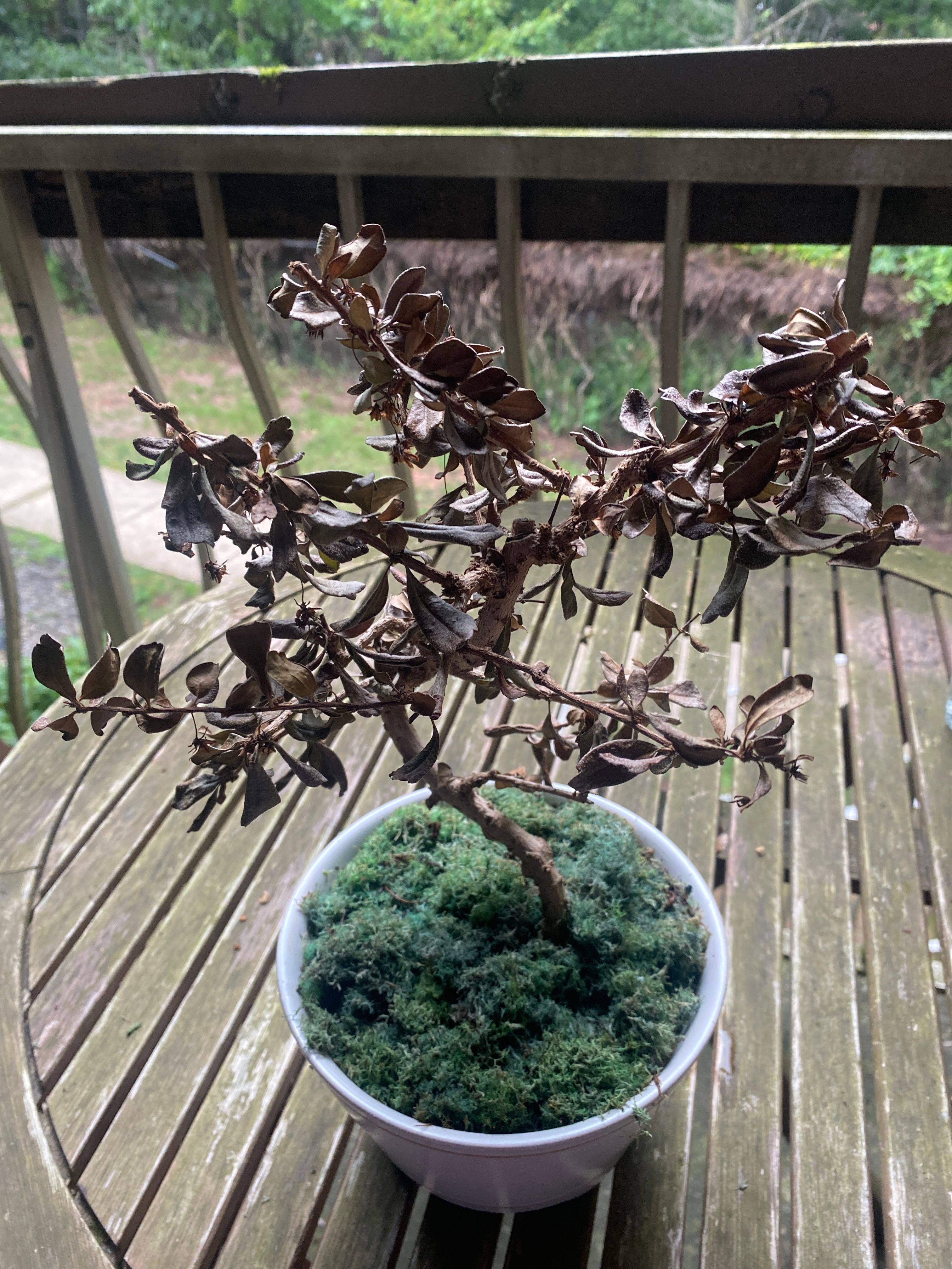 how can i fix my fukien tea tree bonsai?
