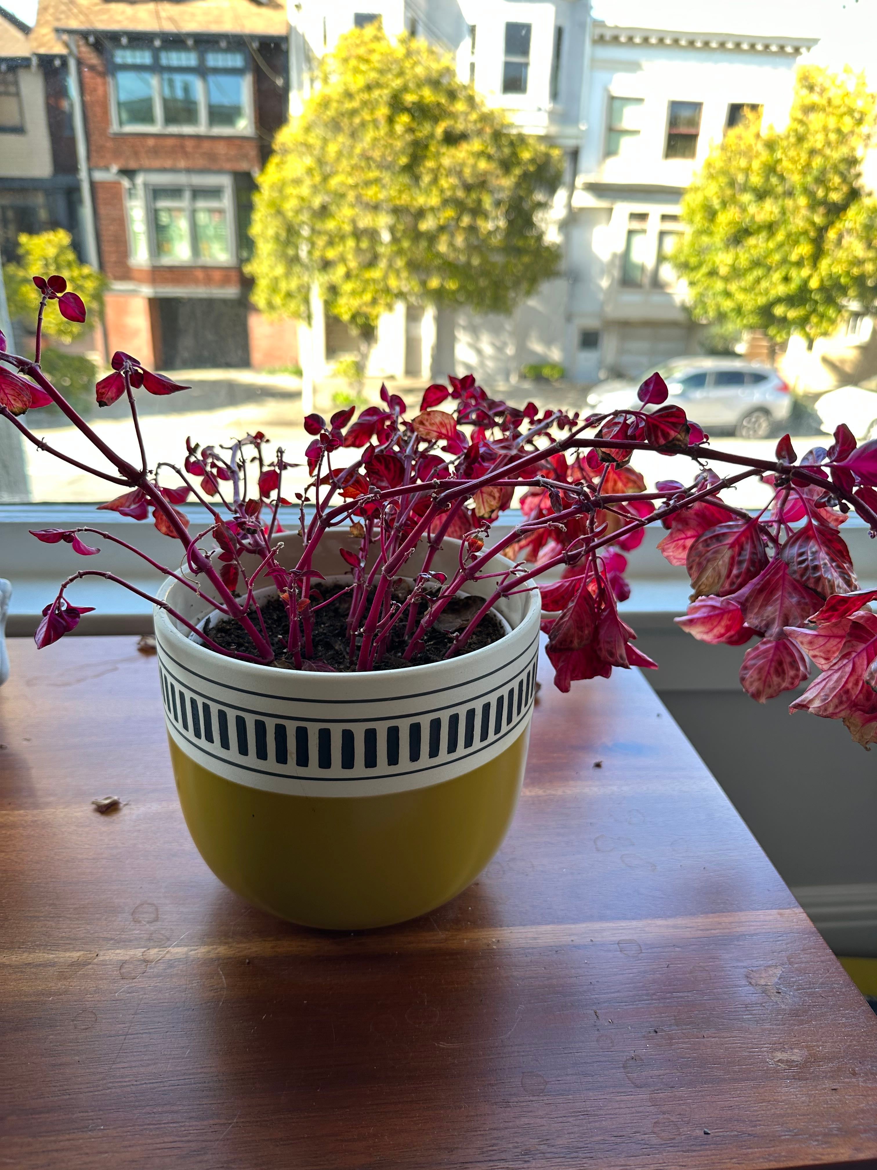 Keep Your Chicken Gizzard Alive: Light, Water & Care Instructions