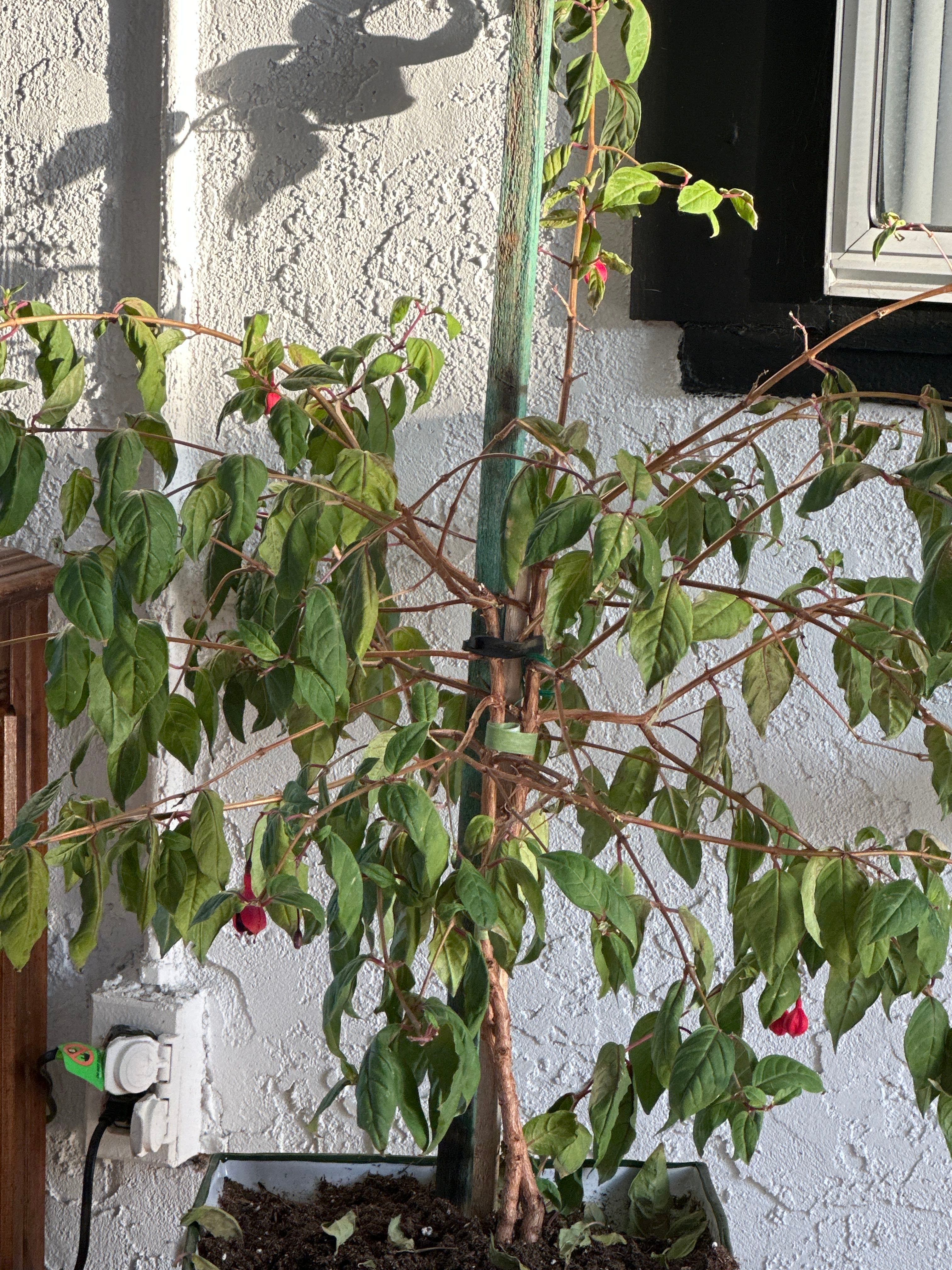 Fuchsia 'Ddfgg': How Much Water & Light Does it Need to Thrive?