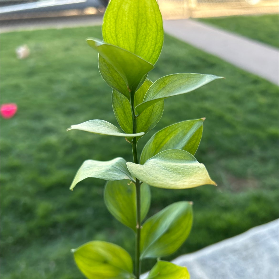 Propagating Butcher's-Broom: Step-by-Step Guide