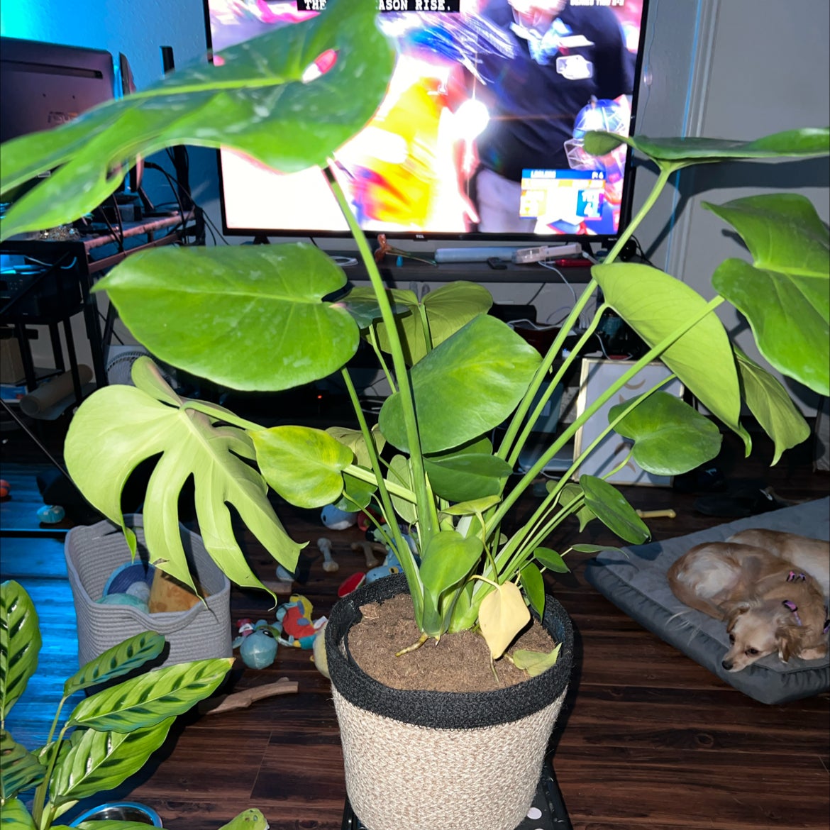 Zeus | A plant by @Houseofplants on Greg