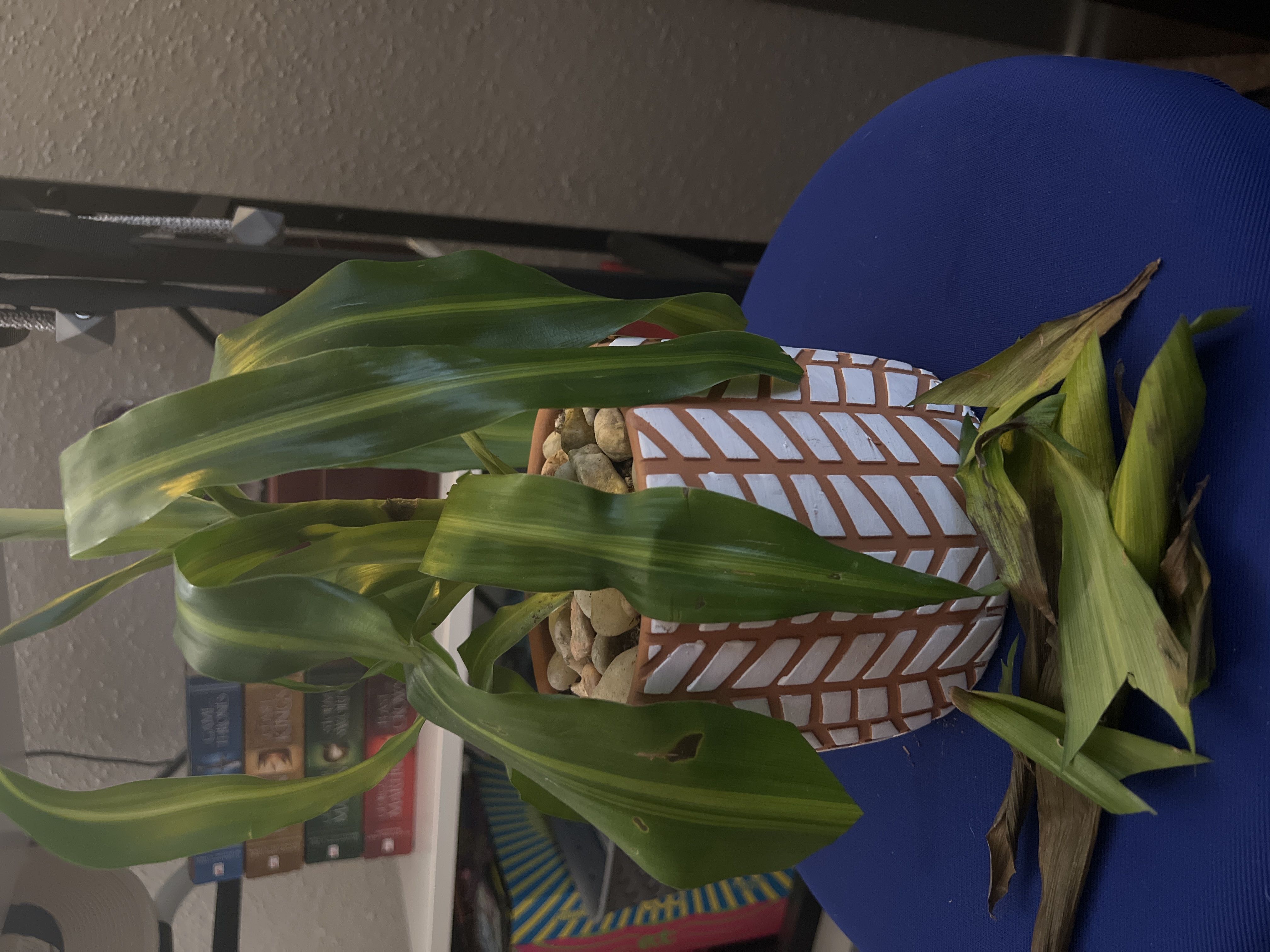 Propagating 🐉 Dragon Tree: Step-by-step Guide