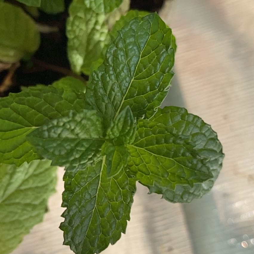 10 Benefits of Having a Yerba Buena