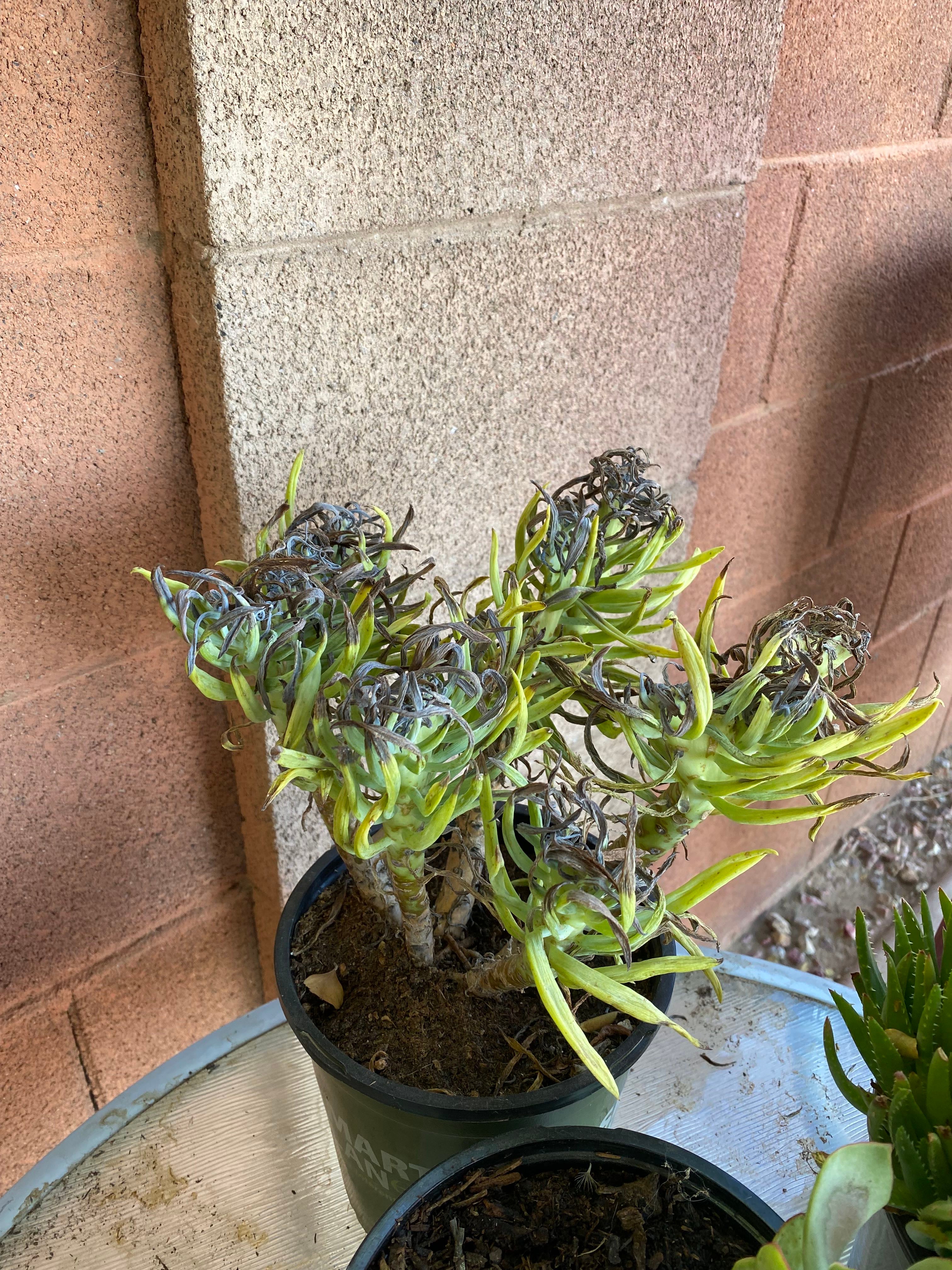 🤒 Why Are There Brown Spots On My Narrow-leaf Chalk Sticks?