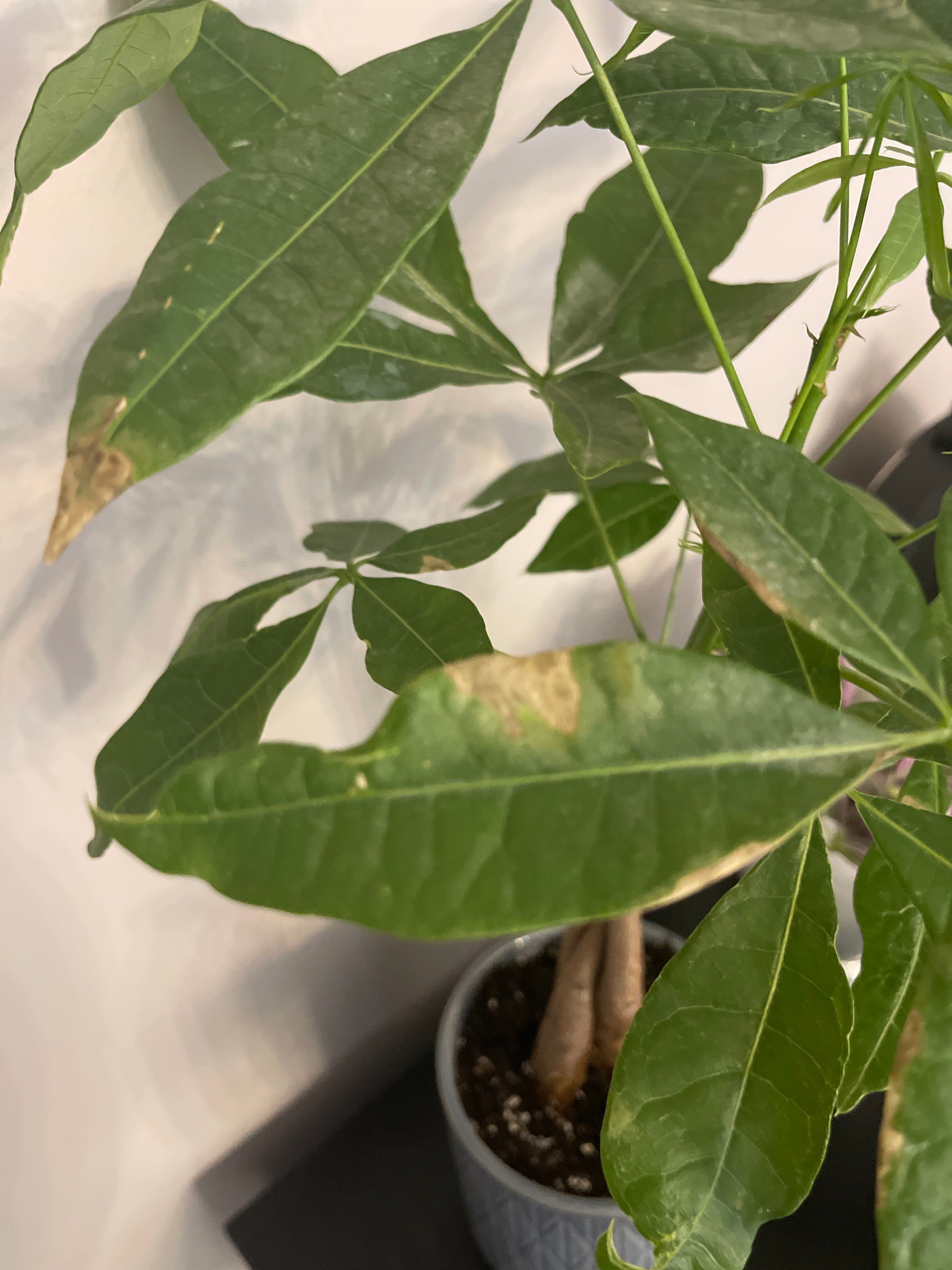 My money tree has developed brown spots on a few leaves.